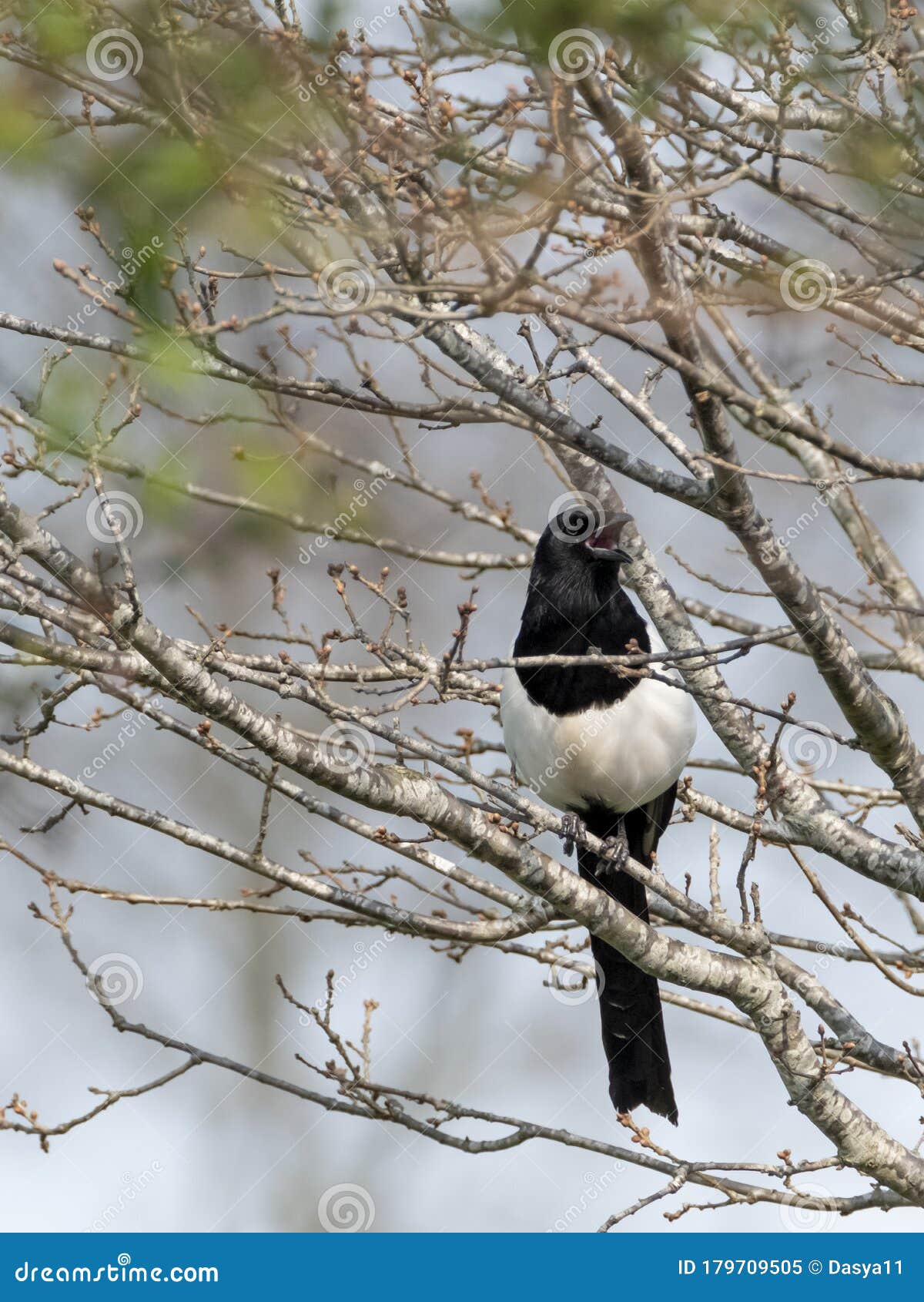 A Magpie Perched on a Bare Tree on a Sunny Spring Day, Shallow Depth of ...