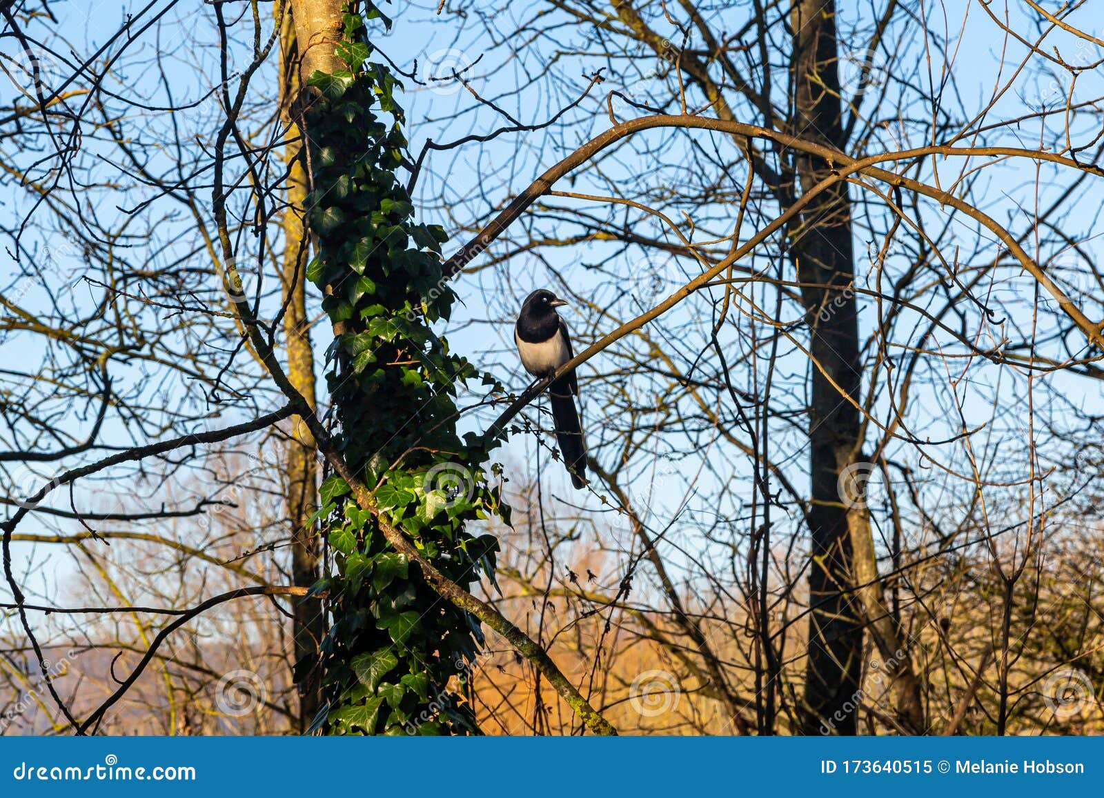 A Magpie in a Tree stock image. Image of horizontal - 173640515