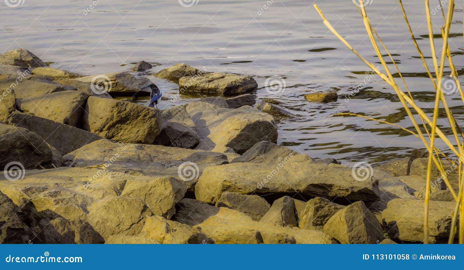 Magpie Perched on a Boulder Stock Photo - Image of gazing, asia: 113101058