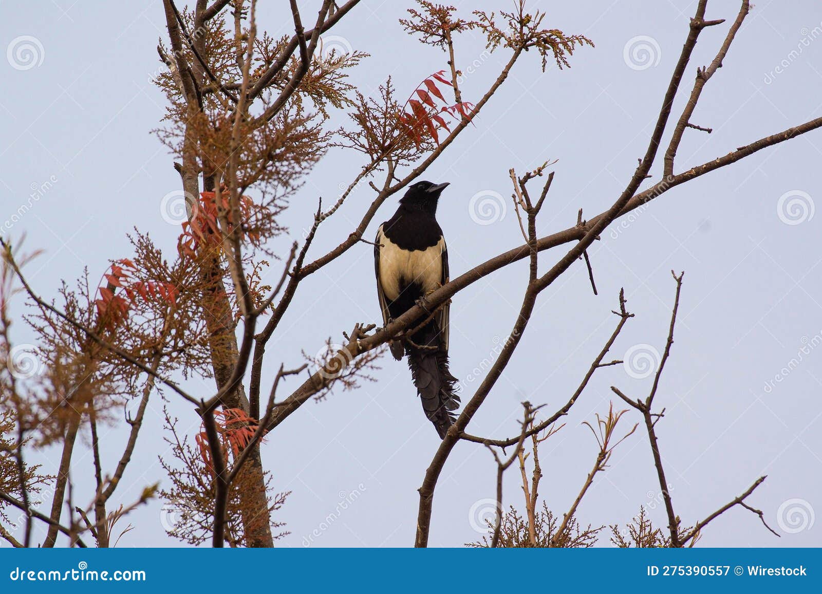 Magpie perched on a branch stock image. Image of wildlife - 275390557