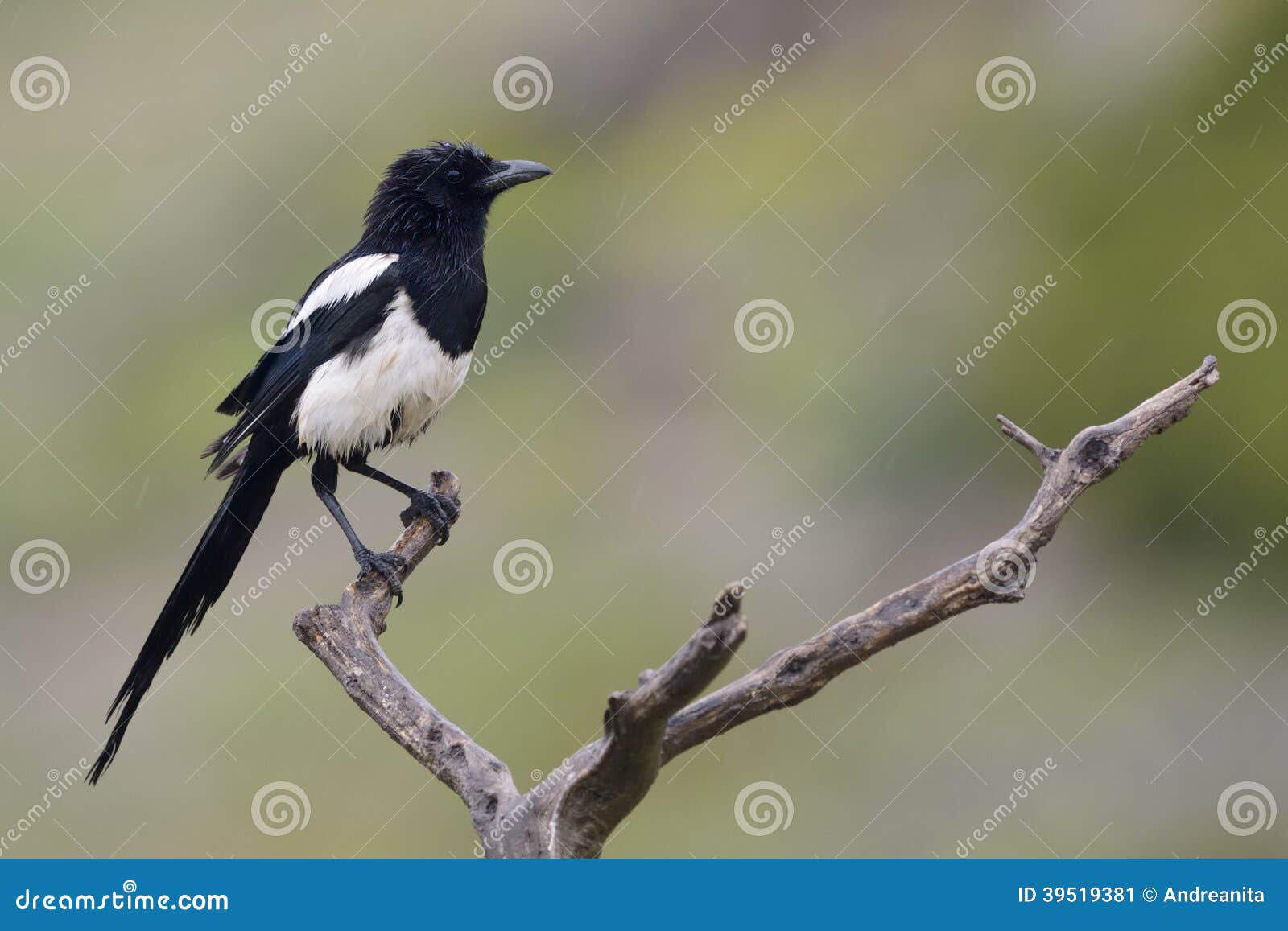 Magpie stock image. Image of magpie, brench, common, side - 39519381