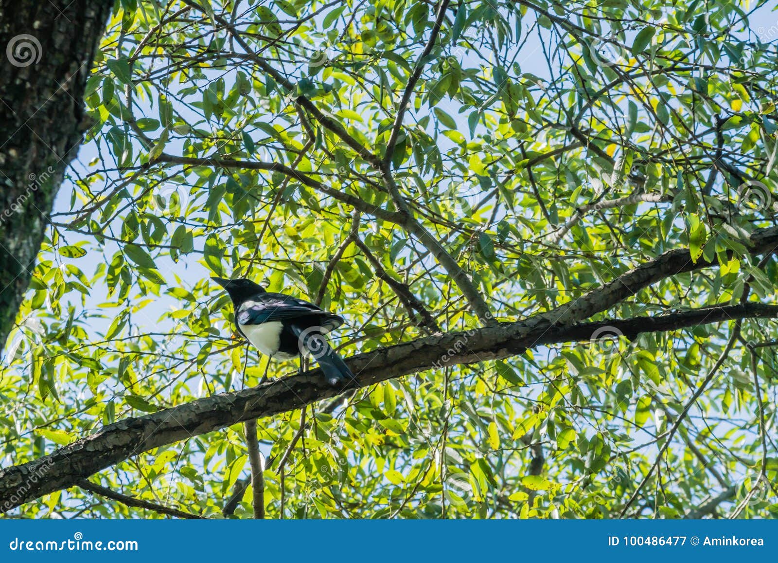 Magpie Perched on a Branch in a Tree Stock Image - Image of pica ...