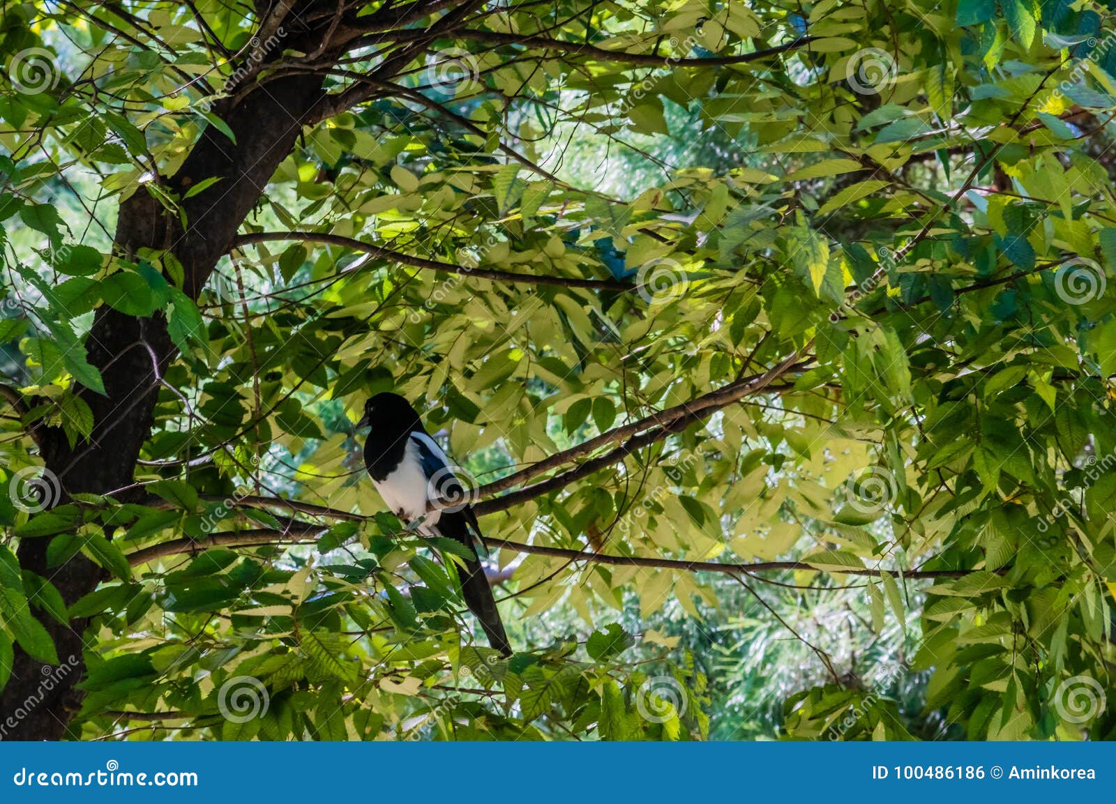 Magpie Perched on a Branch in a Tree Stock Photo - Image of shade, pica ...