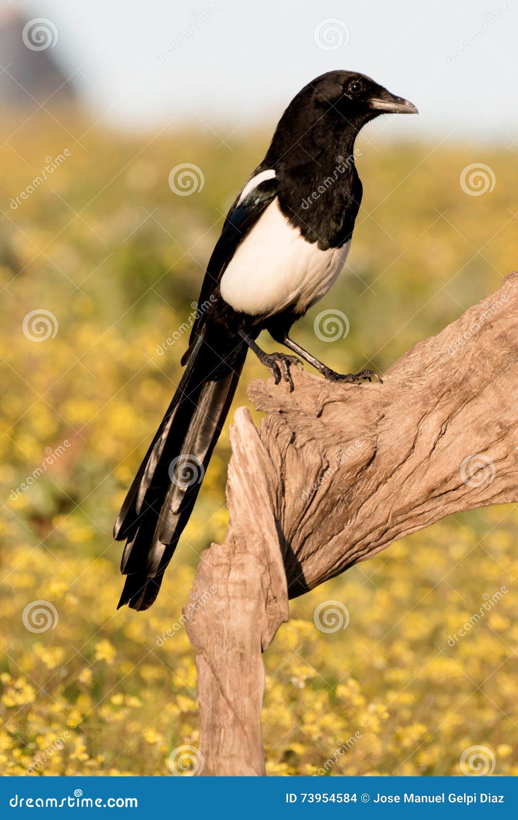 Magpie Perched on a Branch with Yellow Flowers of Background Stock ...