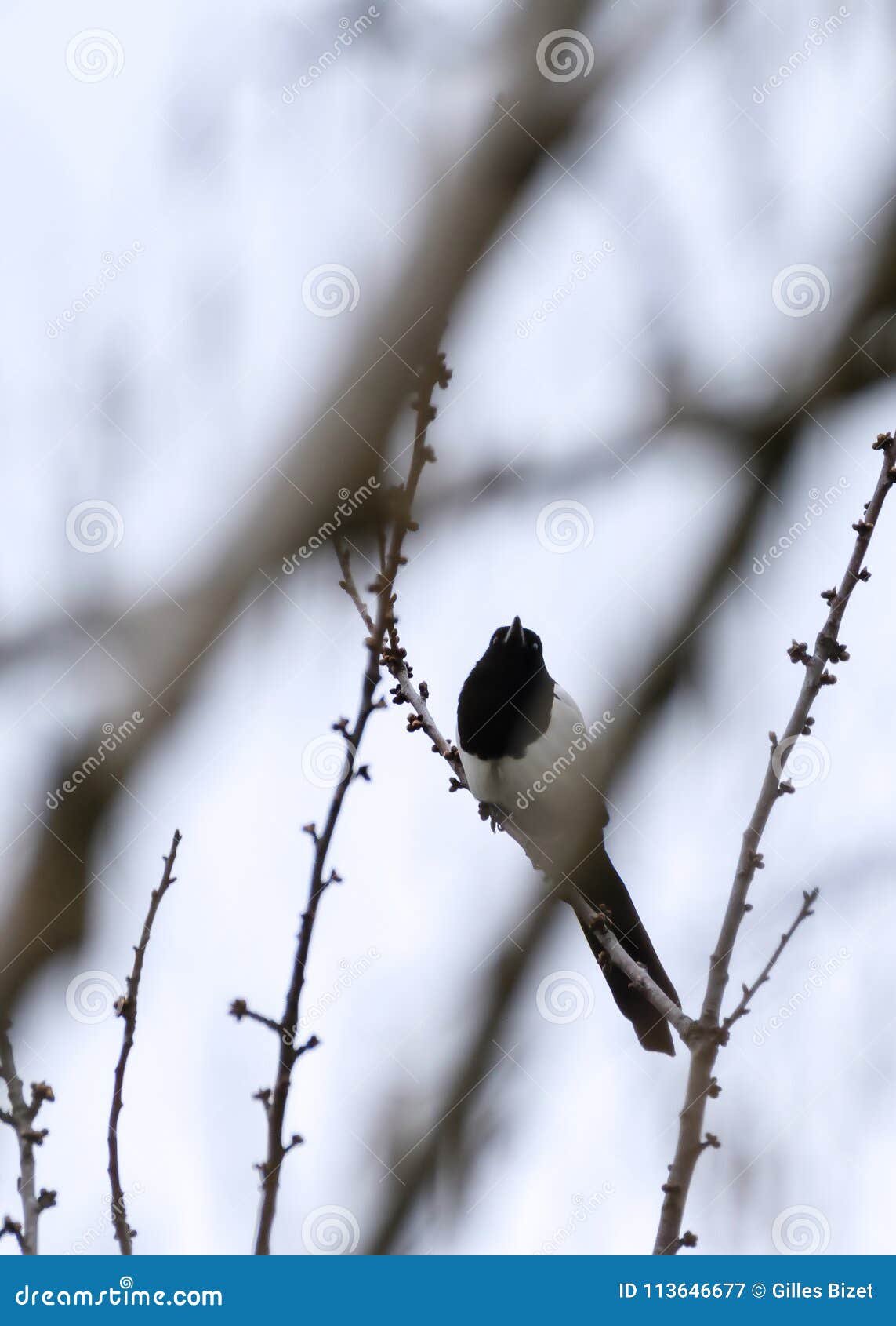 Magpie Perched at Top of Tree Stock Image - Image of europe, magpie ...