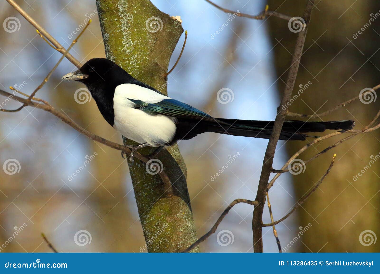 Magpie Perched on a Tree on the Blue Background, Looking Up. Stock ...
