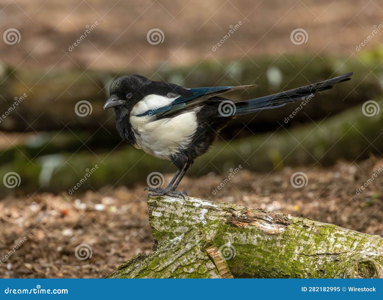 Magpie Perched on a Wooden Log Stock Image - Image of environment ...