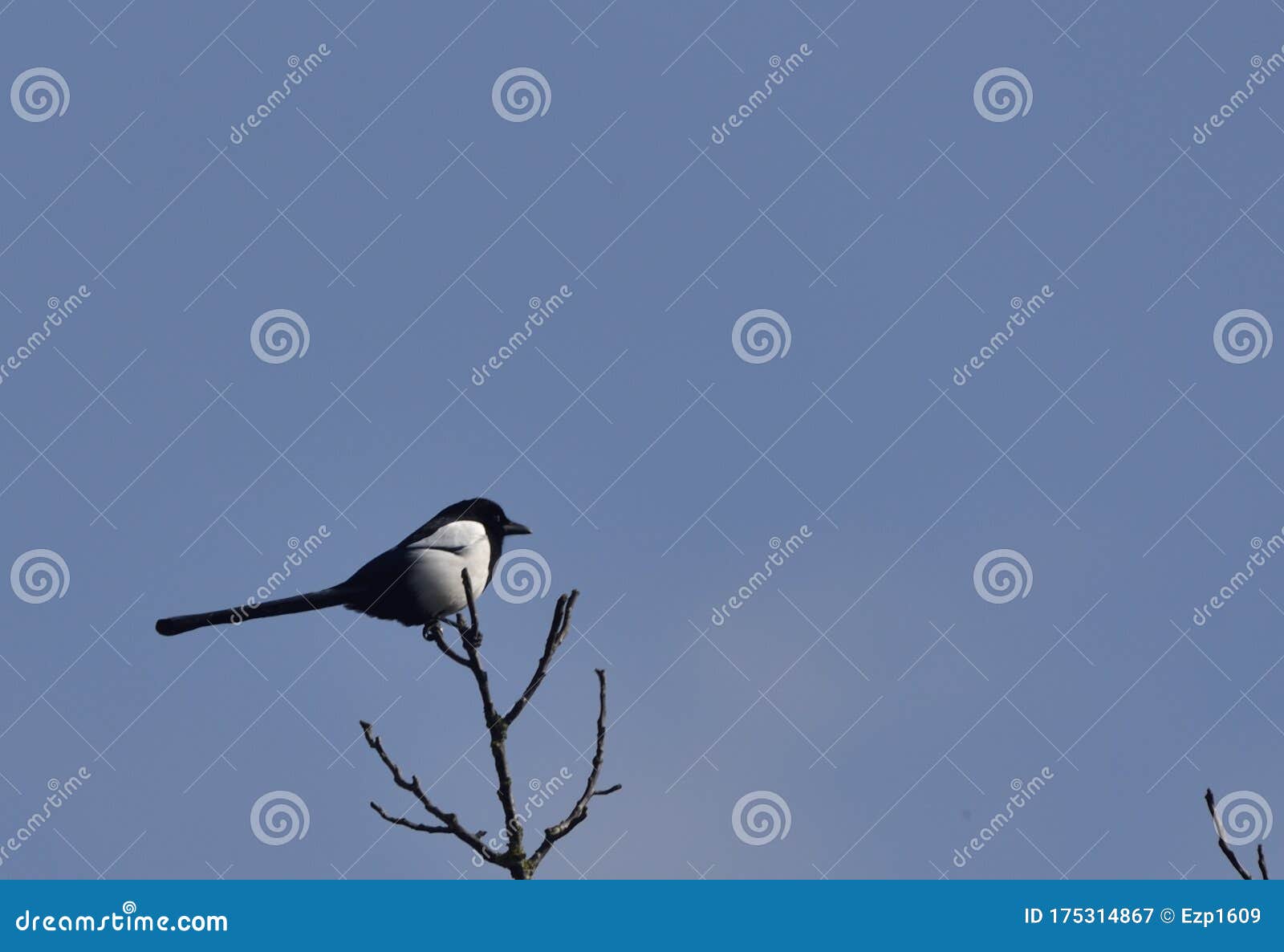 Magpie Pica pica stock image. Image of magpie, beak - 175314867