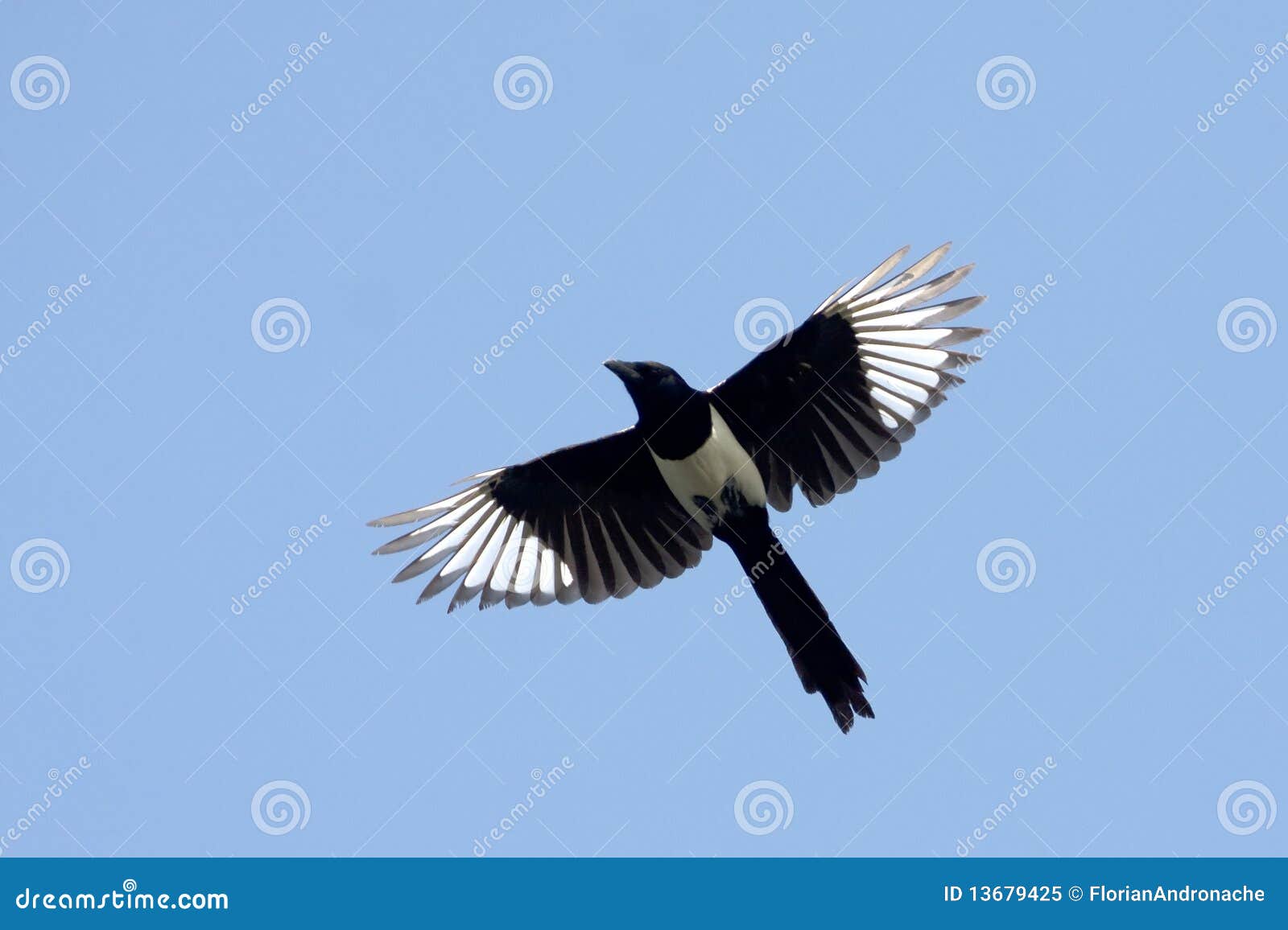 A Flock Of Magpies With Light Wings Is Flying On The Blue Sky ...