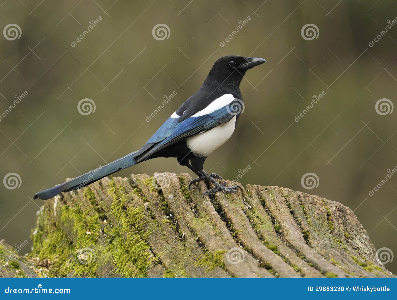 Magpie stock photo. Image of woodland, dean, landscape - 29883230