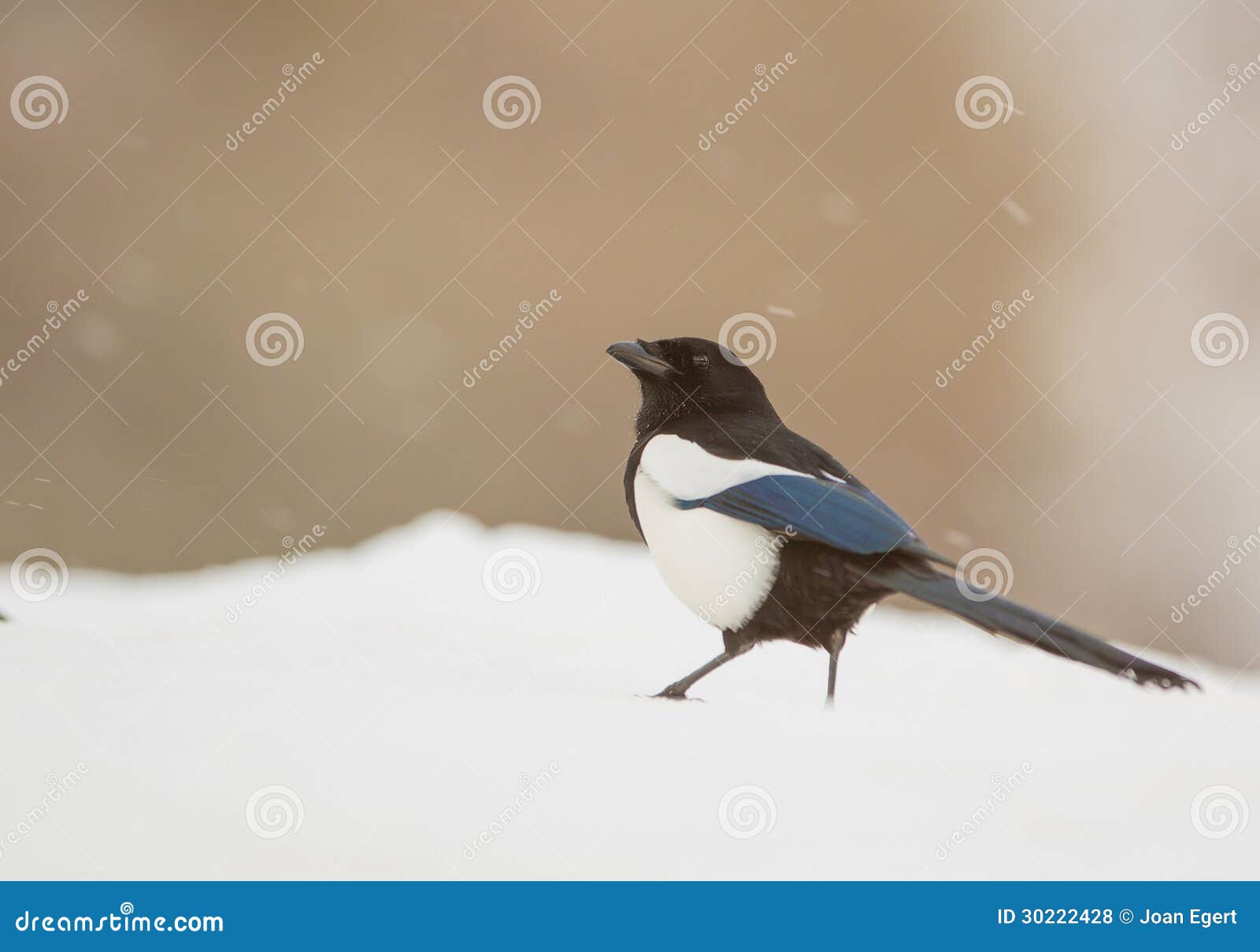 Magpie under the snow stock photo. Image of fauna, detailed - 30222428