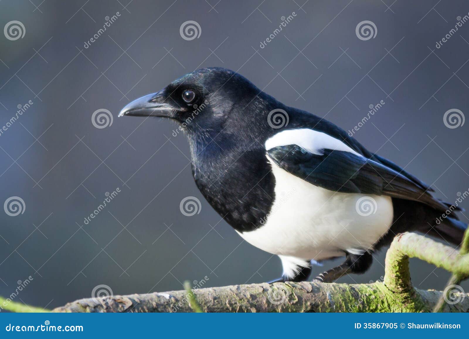 Magpie stock image. Image of british, white, animal, wildlife - 35867905