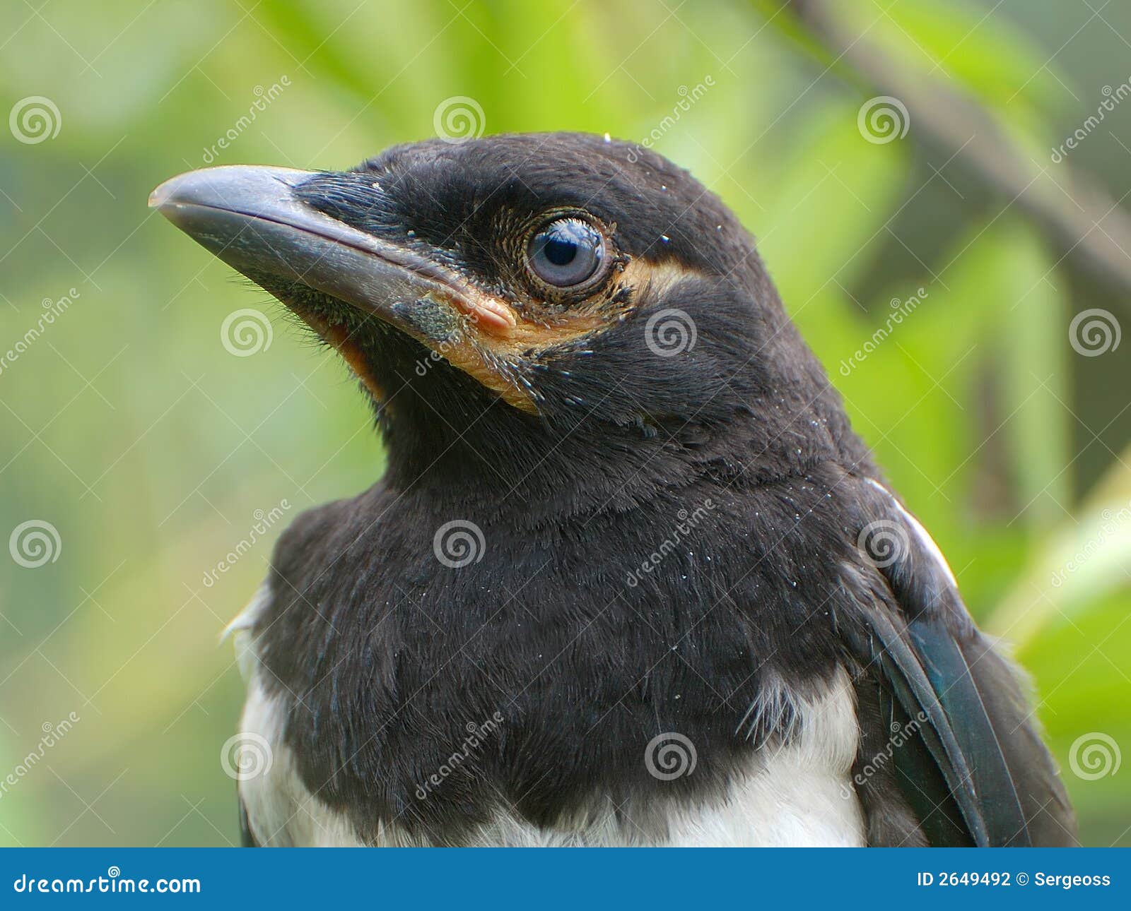 Magpie. Portrait. stock photo. Image of garden, british - 2649492