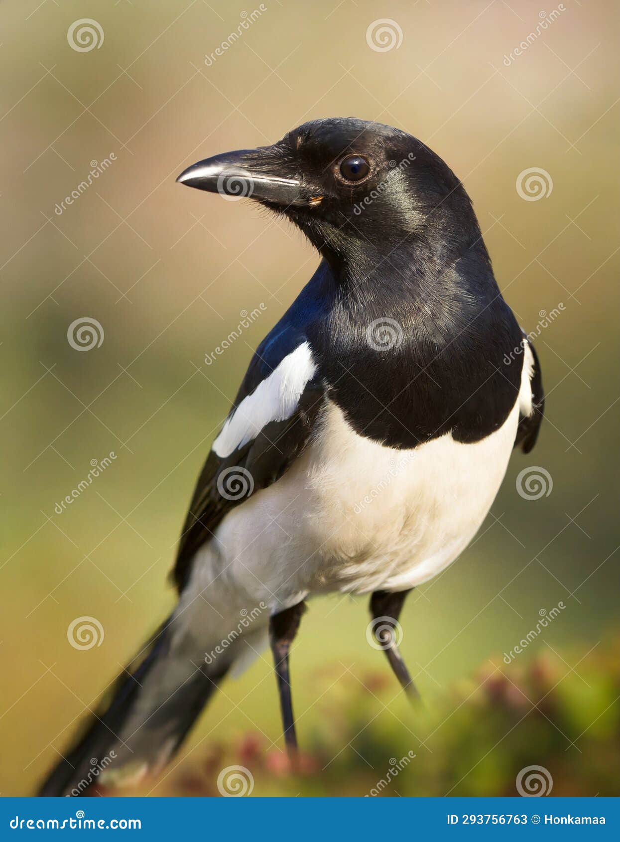 Magpie portrait stock illustration. Illustration of pandion - 293756763