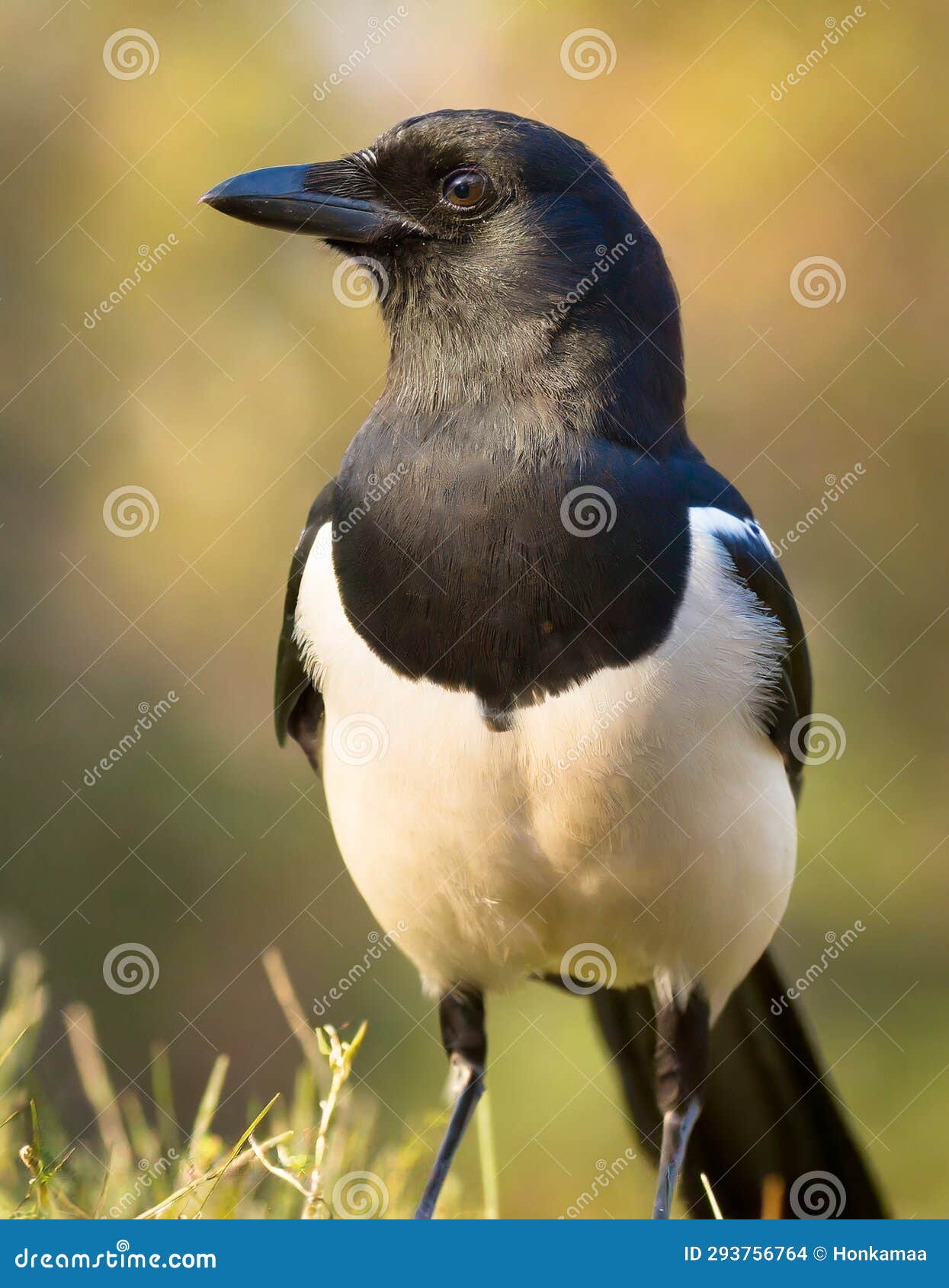 Magpie portrait stock illustration. Illustration of hawk - 293756764