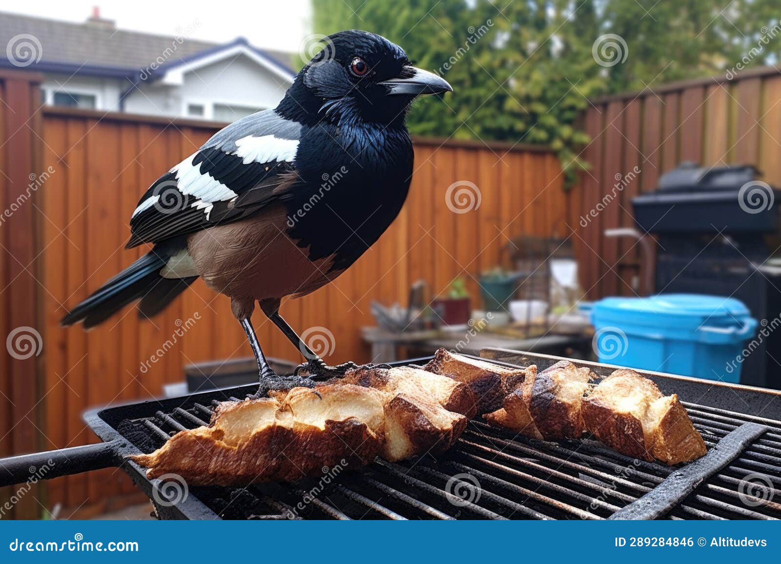 A Magpie Pulling Out a Piece of Meat from an Unattended Barbecue Grill ...