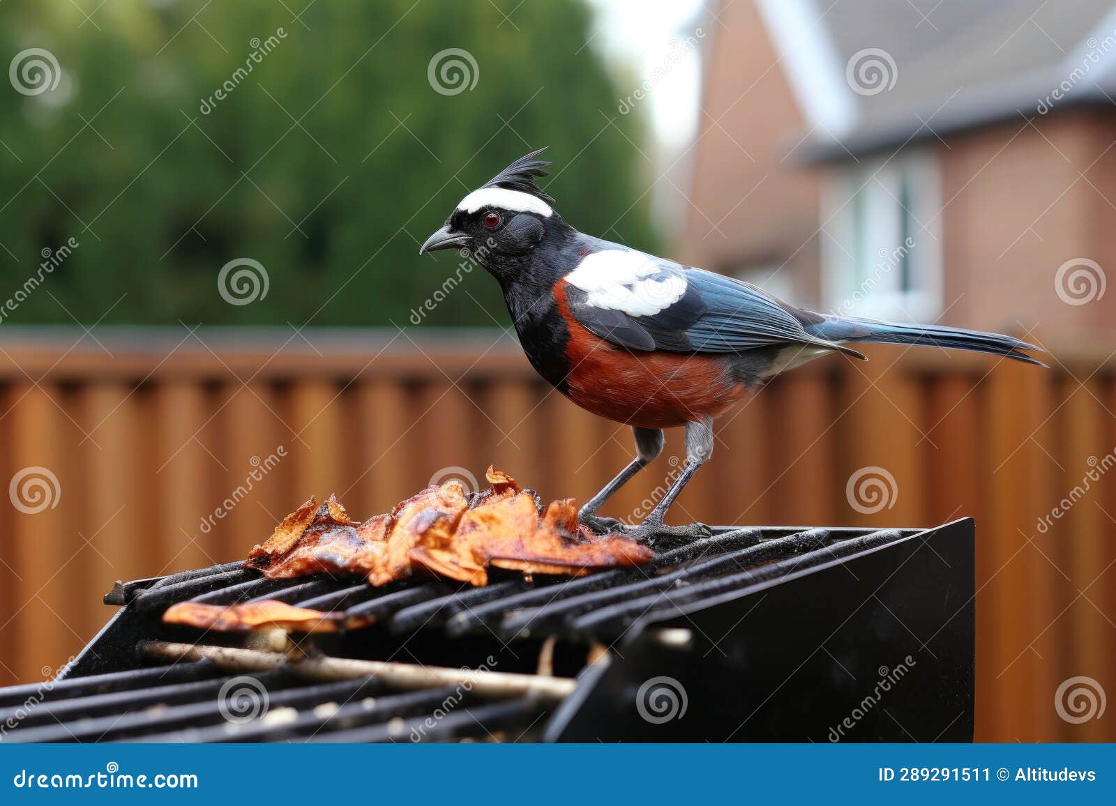 A Magpie Pulling Out a Piece of Meat from an Unattended Barbecue Grill ...