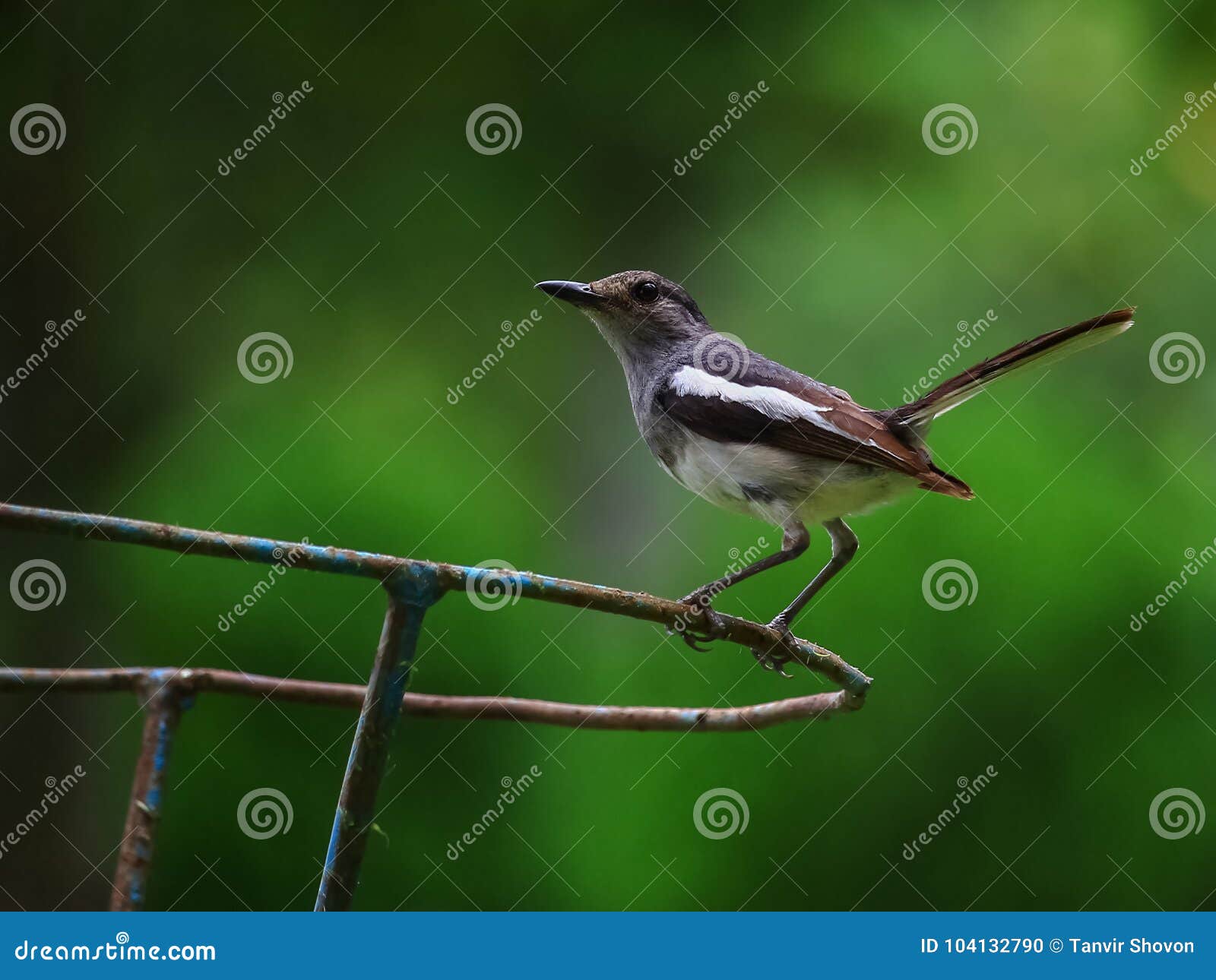 MAGPIE ROBBIN stock photo. Image of ramj, munsiganj - 104132790