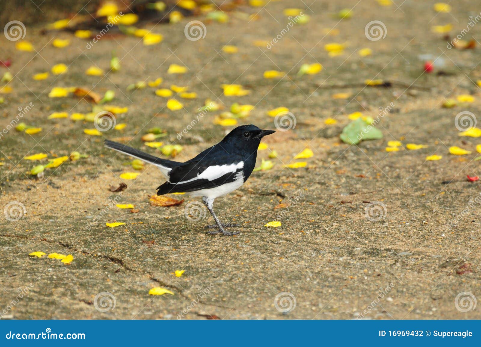 Magpie Robin stock photo. Image of wildlife, autumn, feather - 16969432
