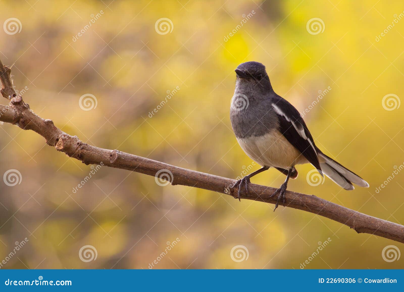 Magpie Robin stock photo. Image of oriental, wildlife - 22690306