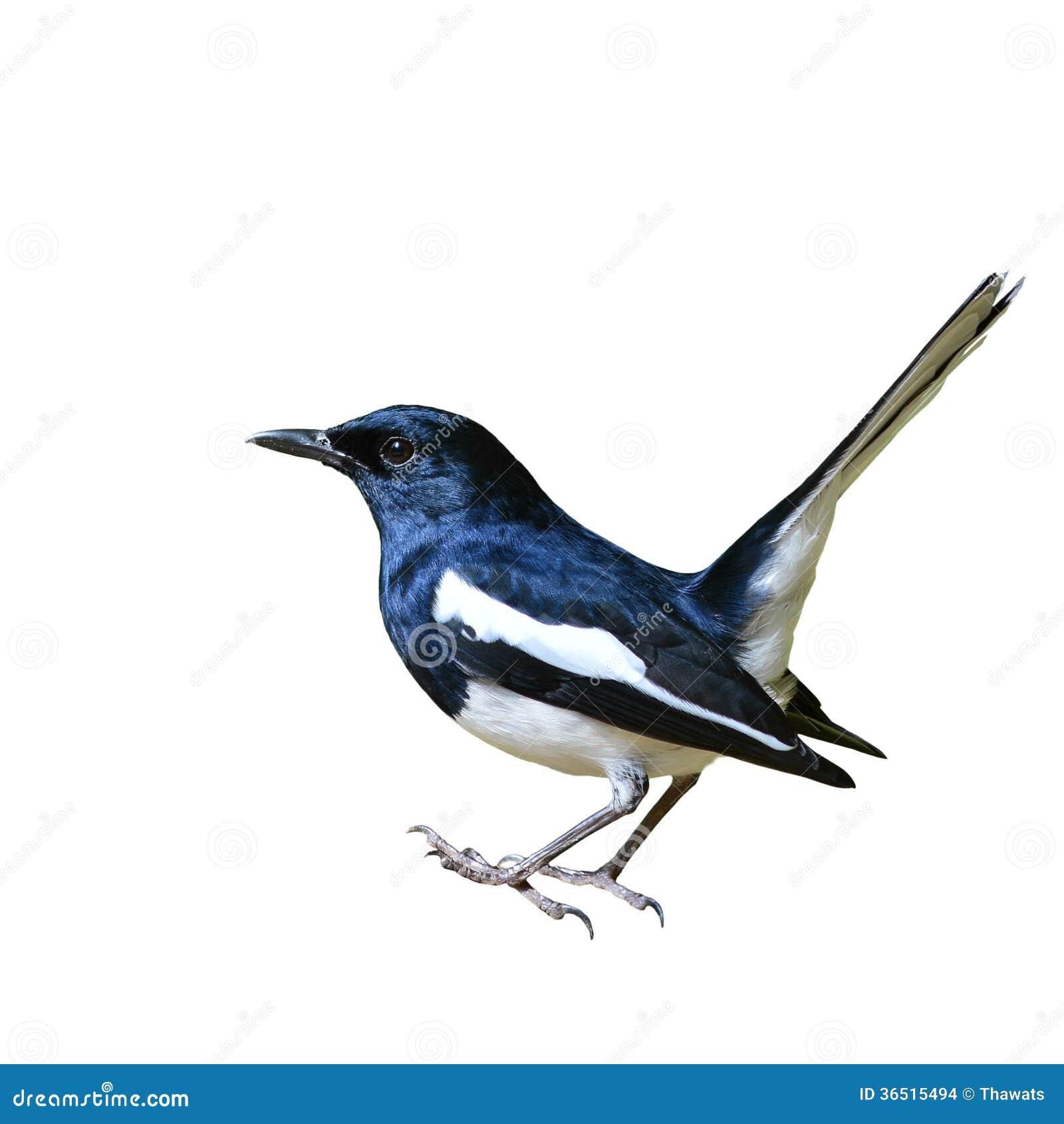 Magpie Robin Cute Little Bird In A Beautiful Frame Royalty-Free Stock ...