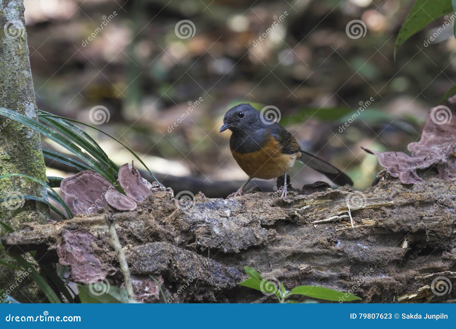 Magpie Robin Bird stock image. Image of detail, beak - 79807623