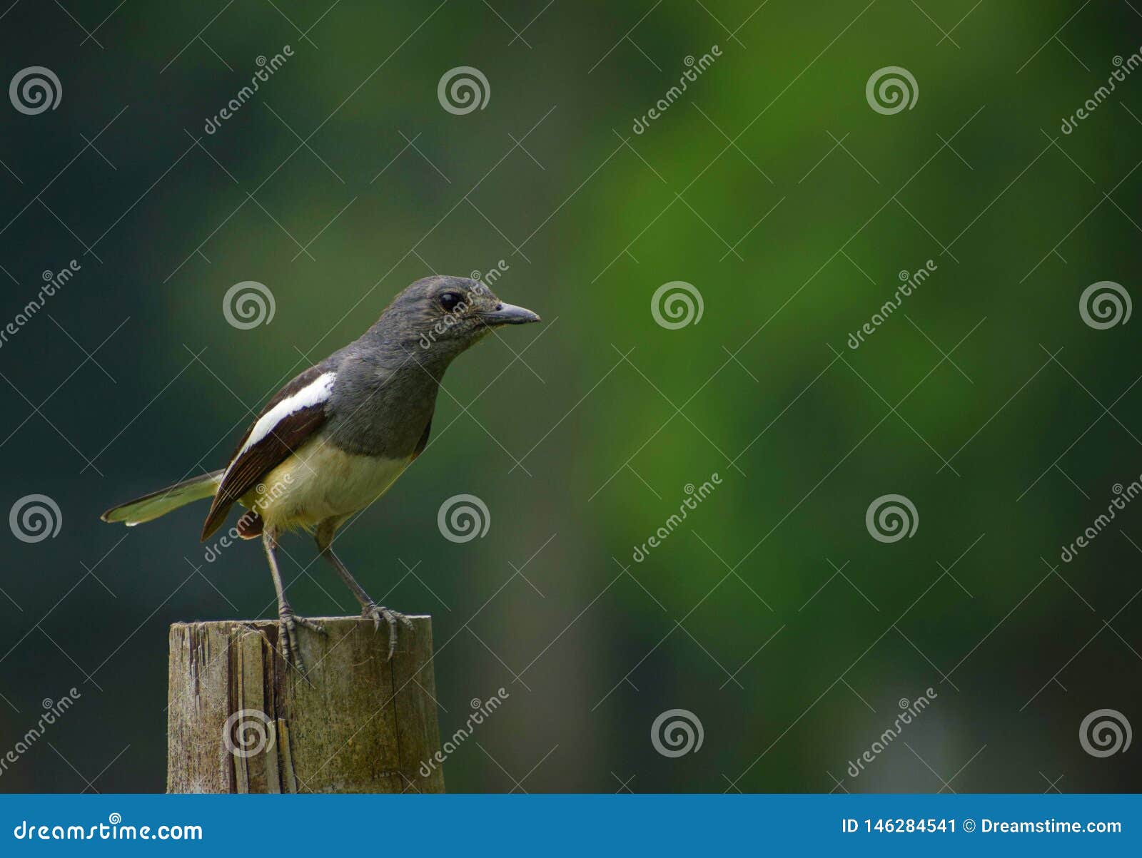 Magpie Robin Cute Little Bird in a Beautiful Frame Stock Image - Image ...