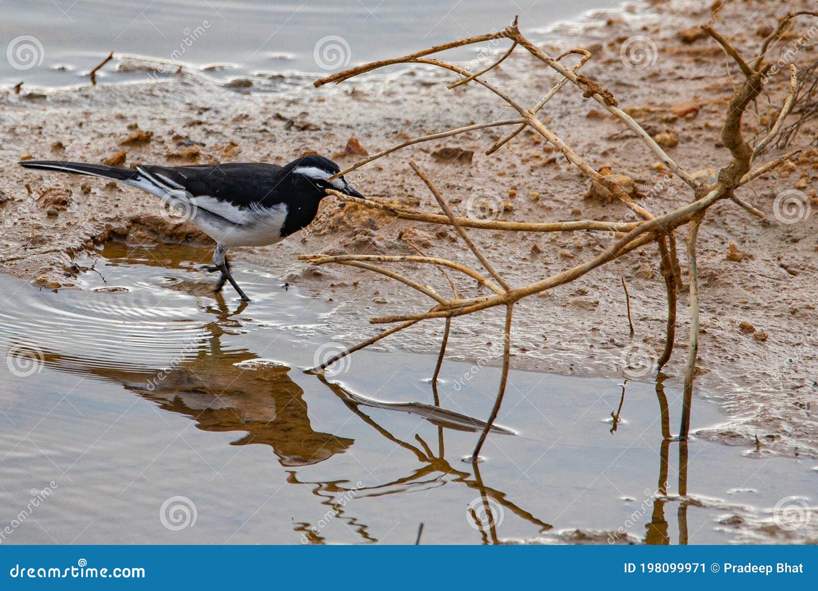Magpie Robin on hunt stock image. Image of snow, wildlife - 198099971