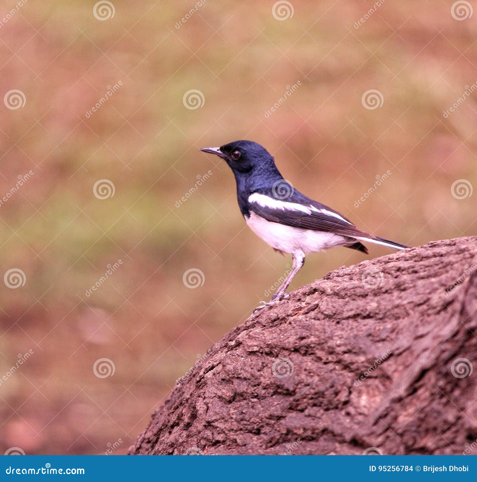 Magpie Robin stock photo. Image of west, asia, nature - 95256784