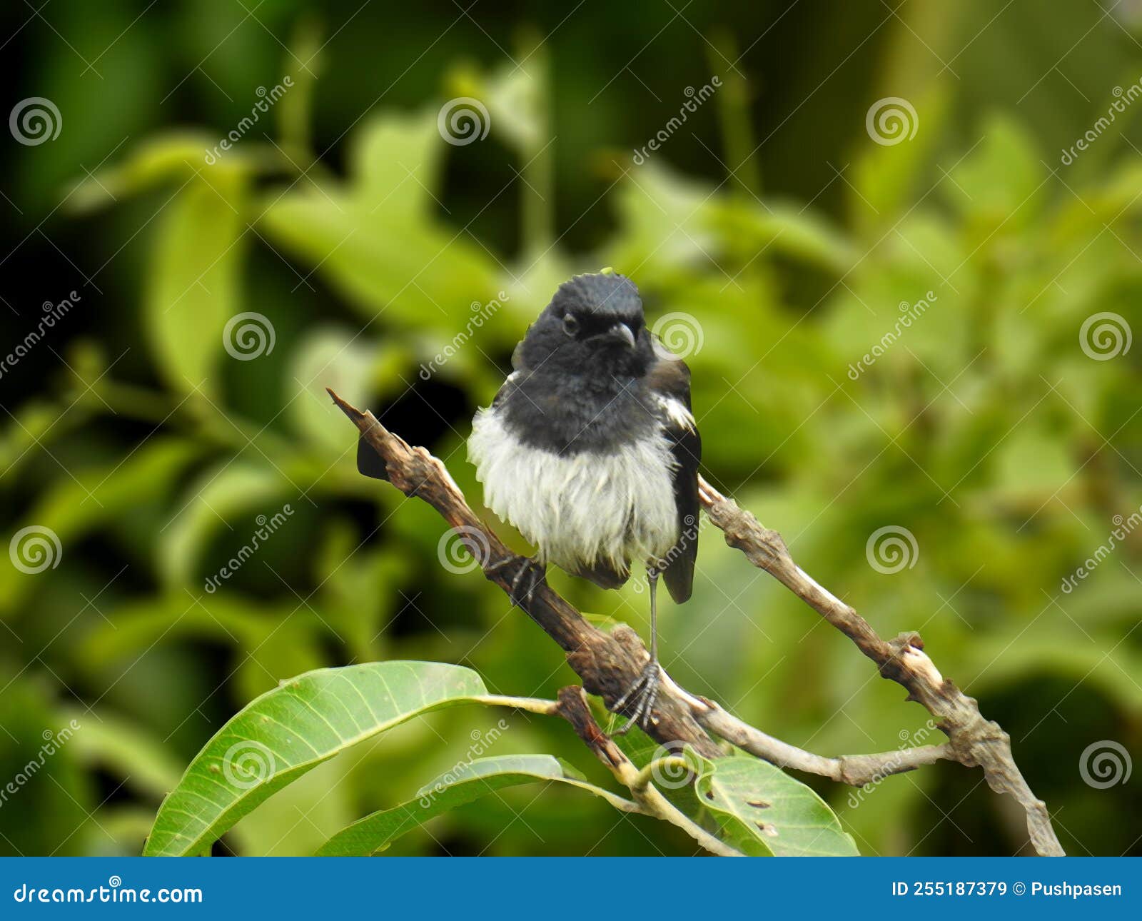 Magpie Robin in Natural Habitat Stock Image - Image of nature, magpie ...