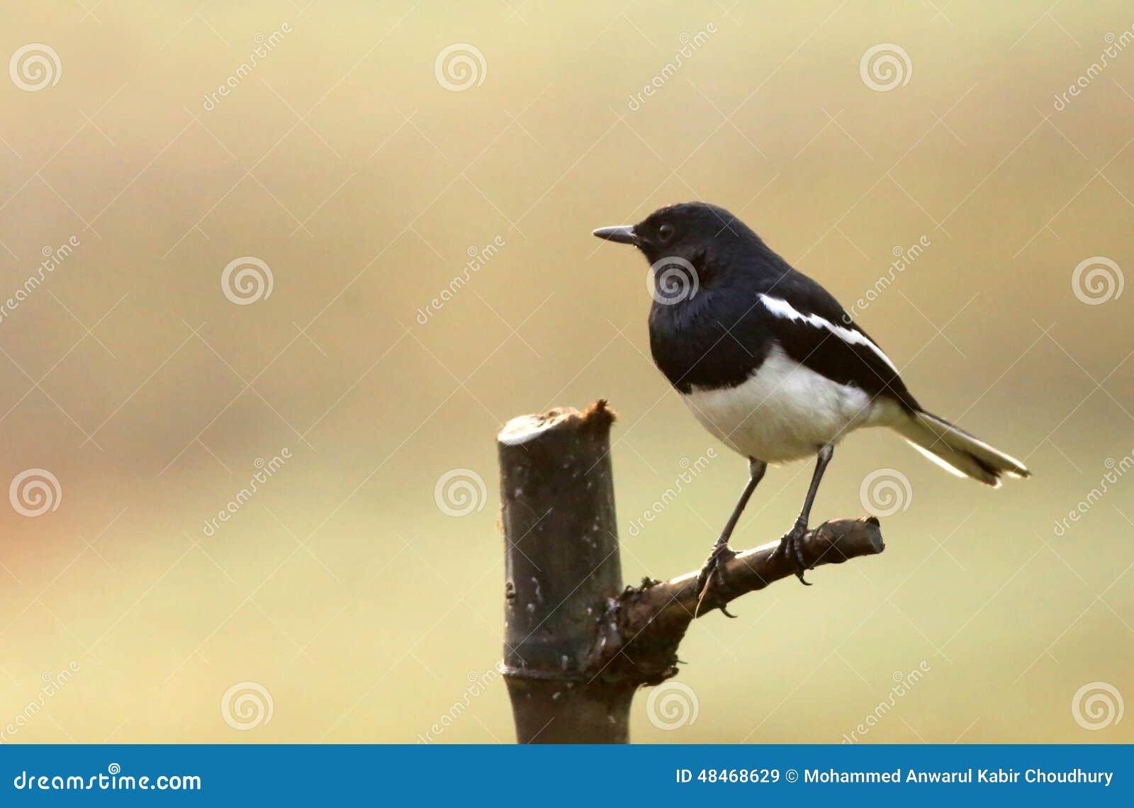 Magpie robin stock image. Image of natural, beautiful - 48468629