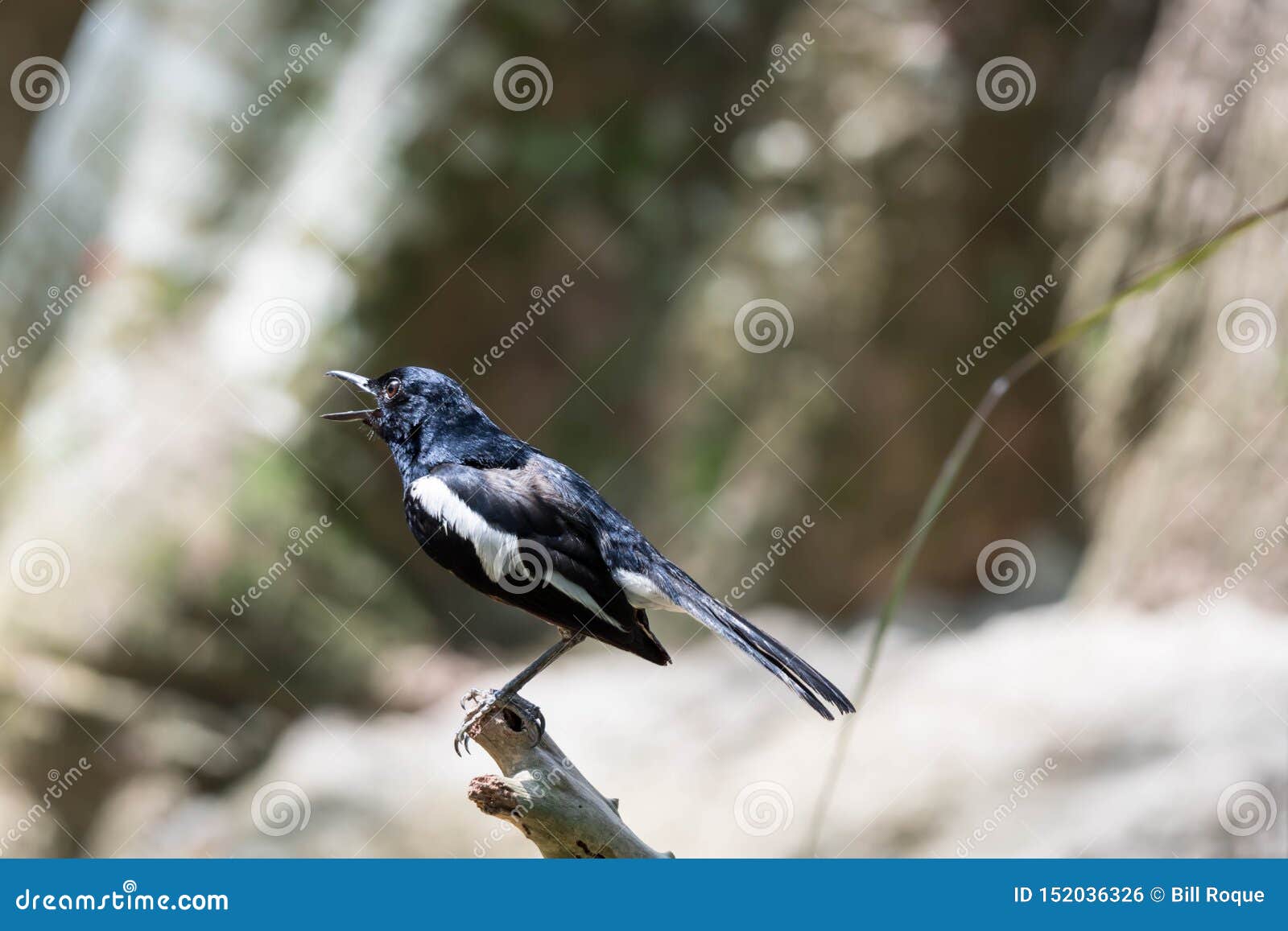 Magpie Robin while on a Tree Branch Looking for Food Isolated Stock ...