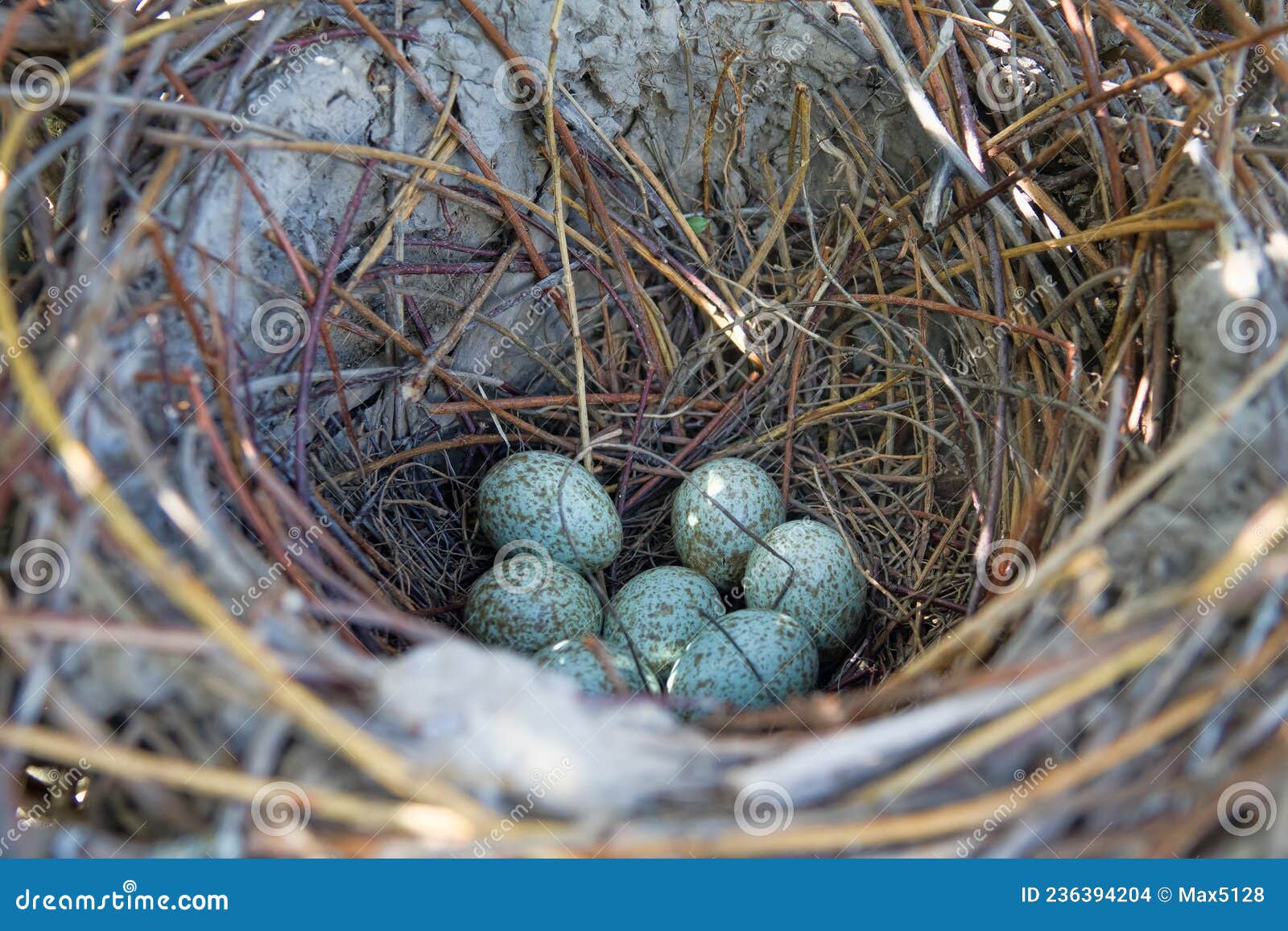 Magpie s nest with clutch stock photo. Image of american - 236394204