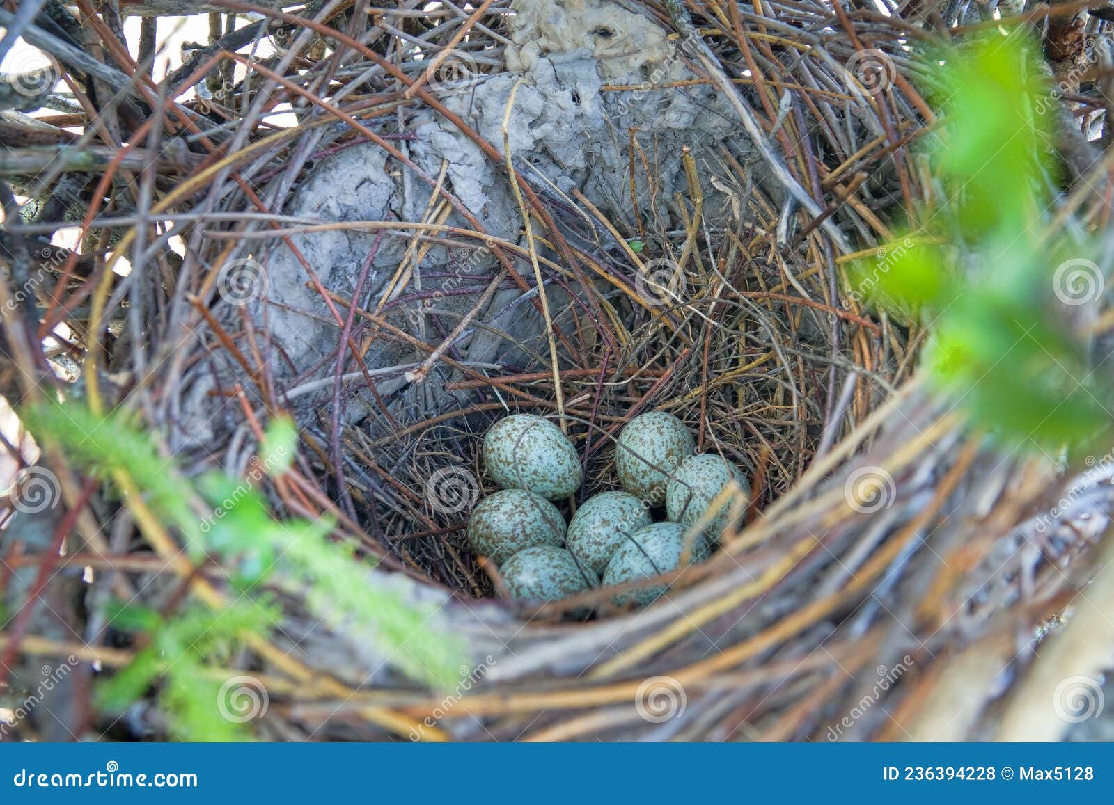 Magpie s nest with clutch stock photo. Image of nesting - 236394228