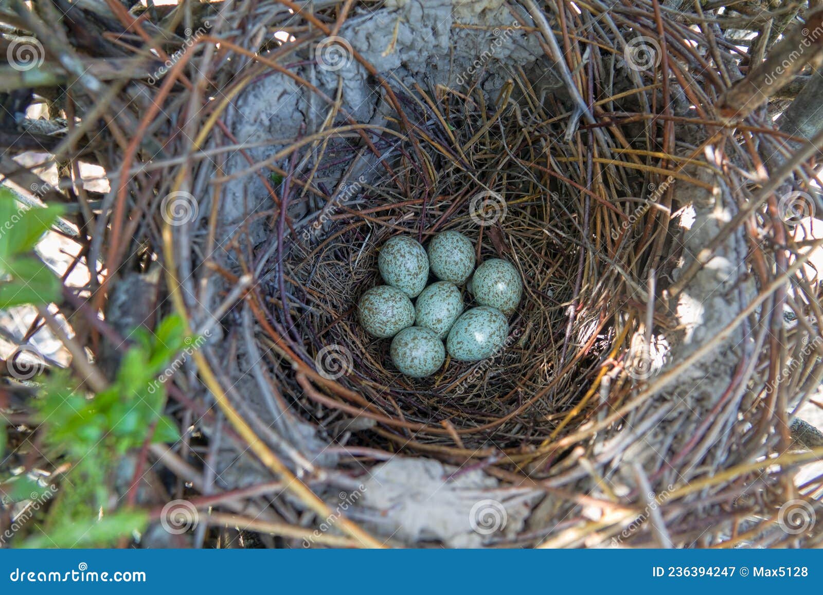 Magpie s nest with clutch stock image. Image of nesting - 236394247