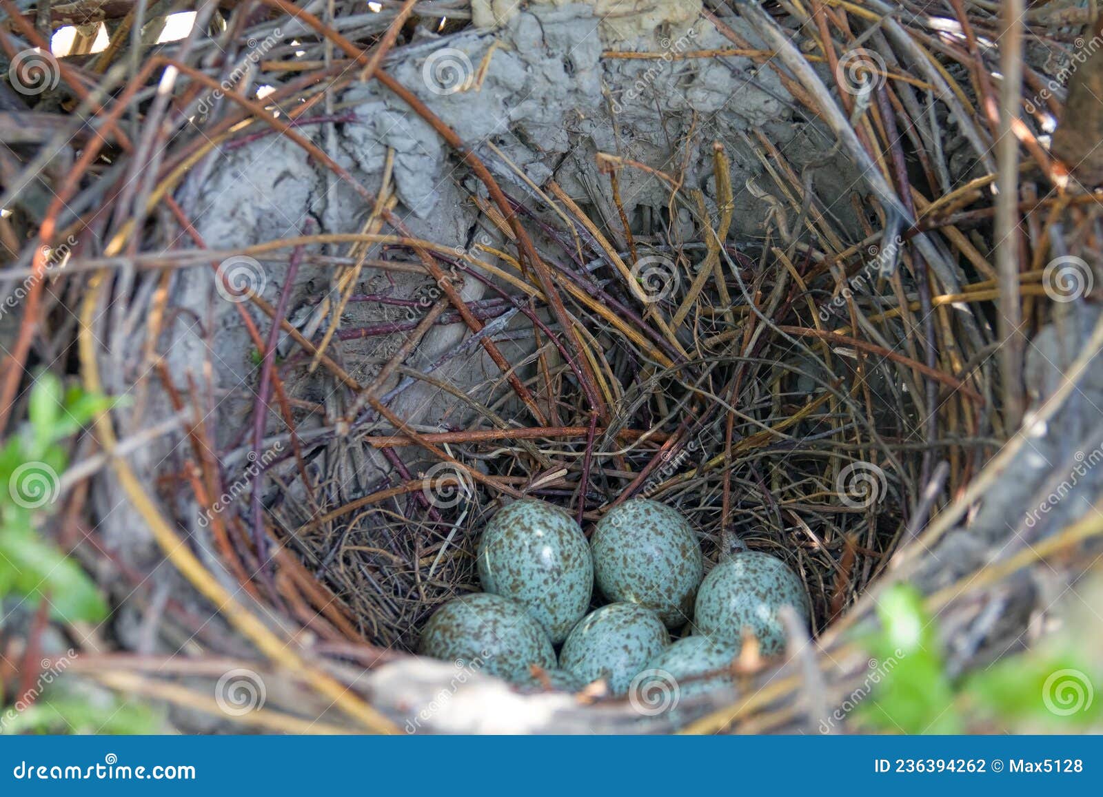 Magpie s nest with clutch stock photo. Image of animal - 236394262