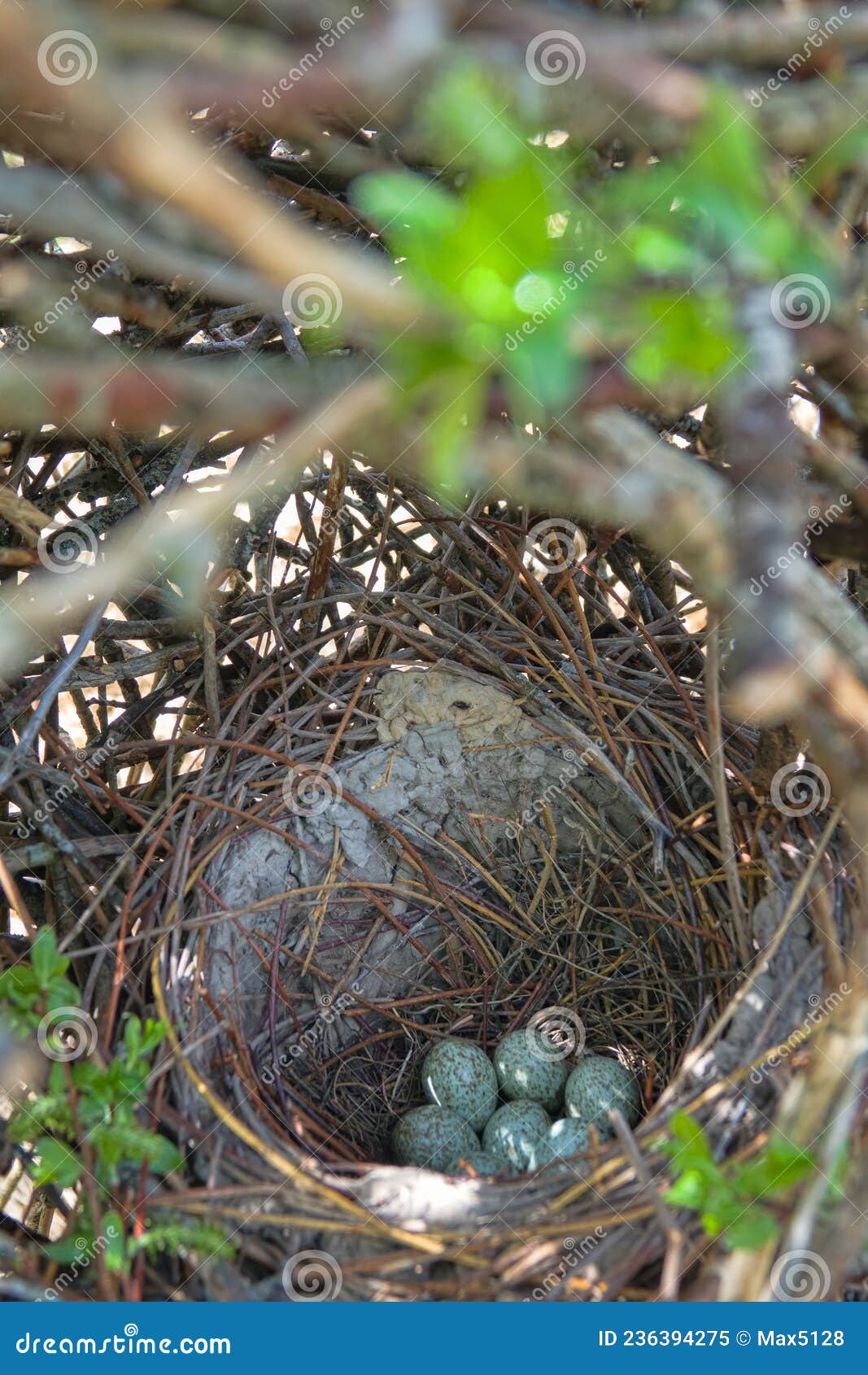 Magpie s nest with clutch stock image. Image of structure - 236394275