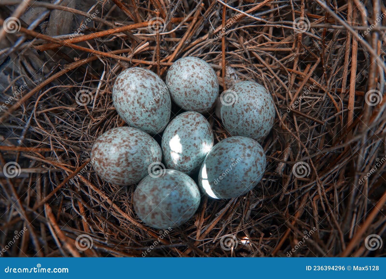 Magpie s nest with clutch stock photo. Image of nesting - 236394296