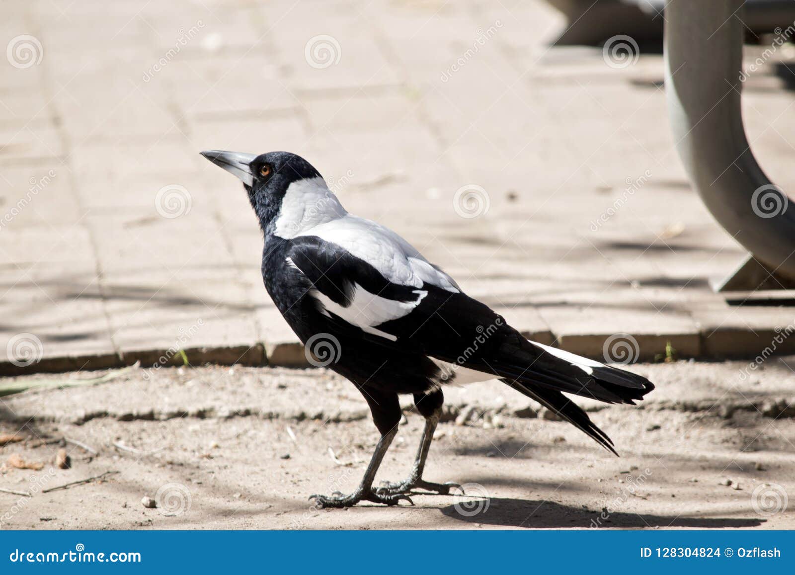 Magpie on the ground stock photo. Image of ground, side - 128304824