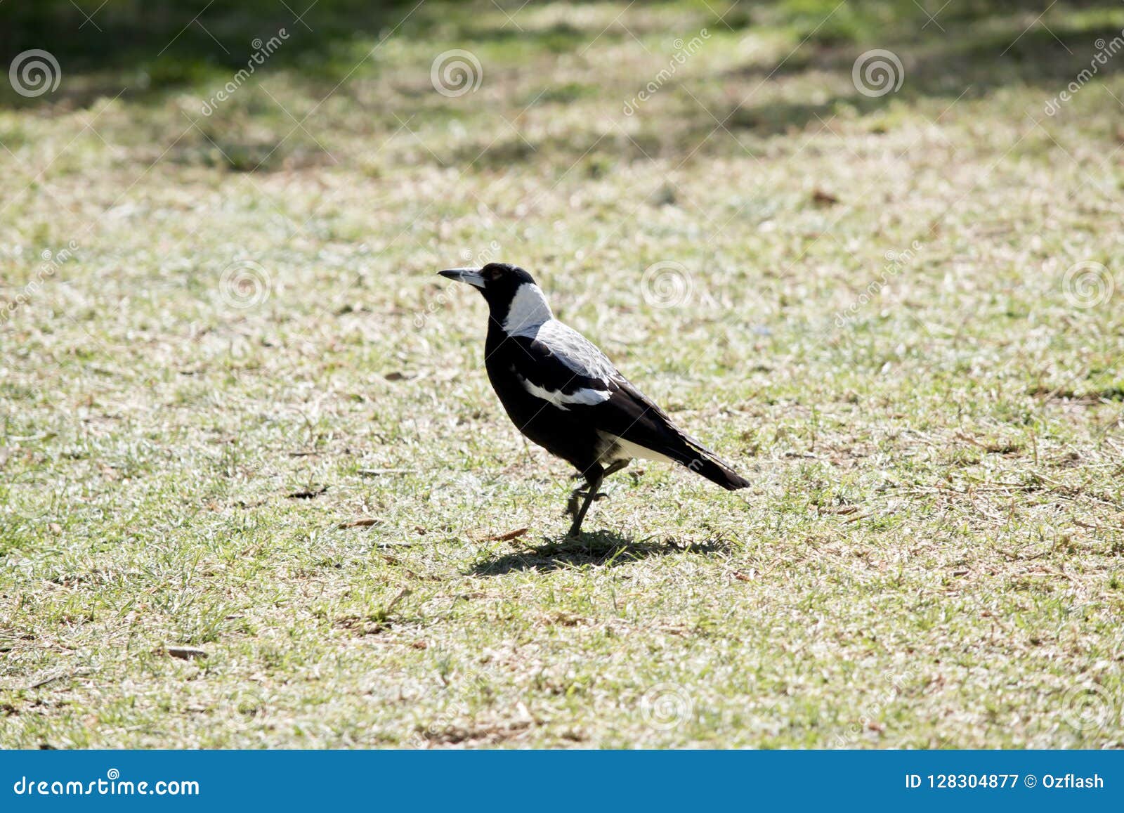Magpie walking on lawn stock image. Image of view, bird - 128304877