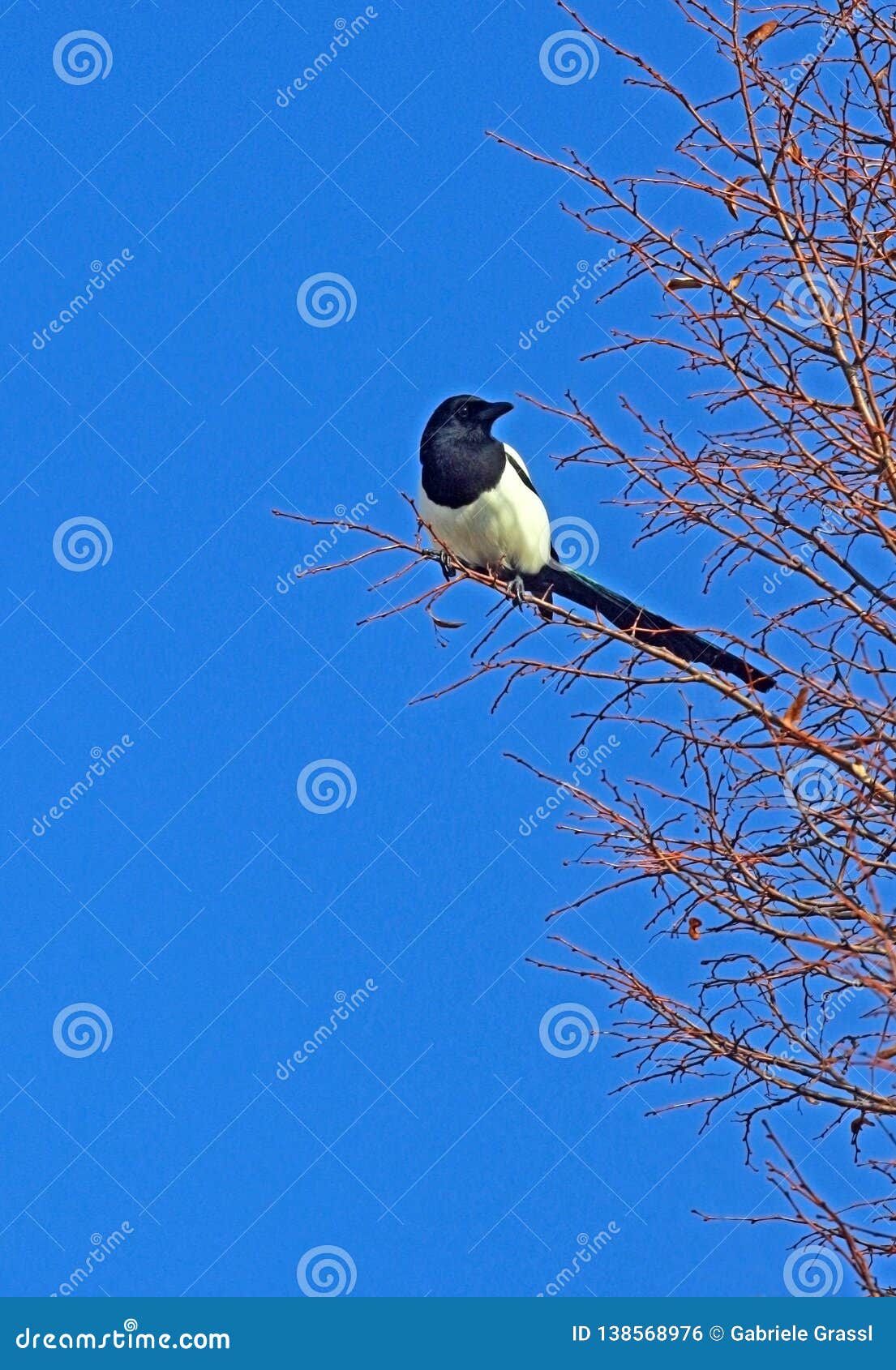 Magpie Sitting on a Bare Tree in Sunlight Stock Photo - Image of ...