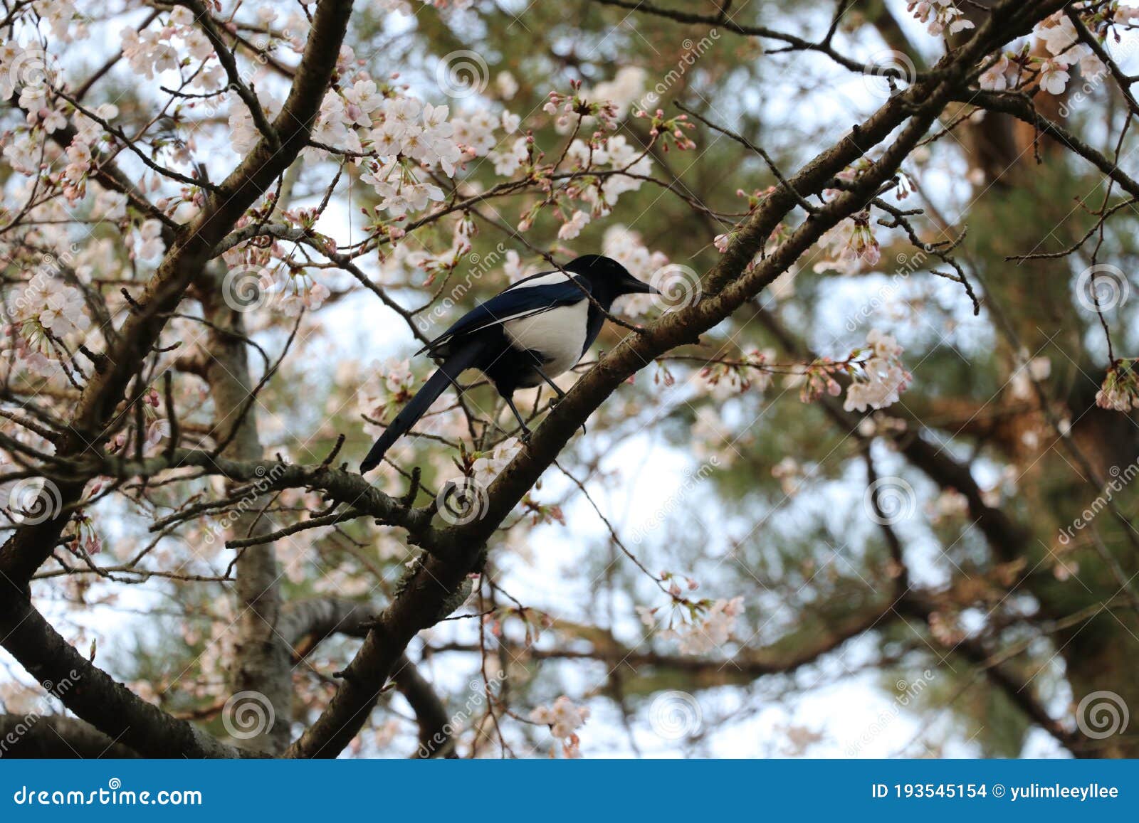 A Magpie Sitting on a Branch of a Cherry Blossom Tree Stock Photo ...
