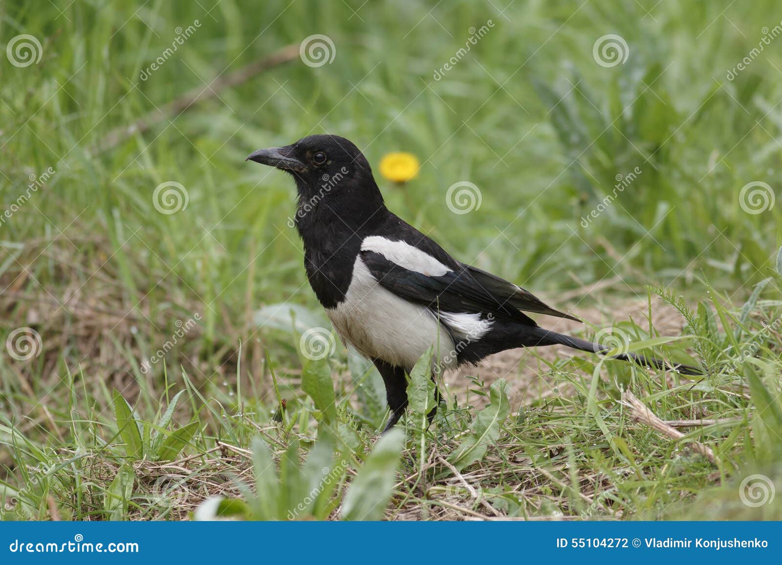 Magpie stock photo. Image of bird, wildlife, black, magpie - 55104272