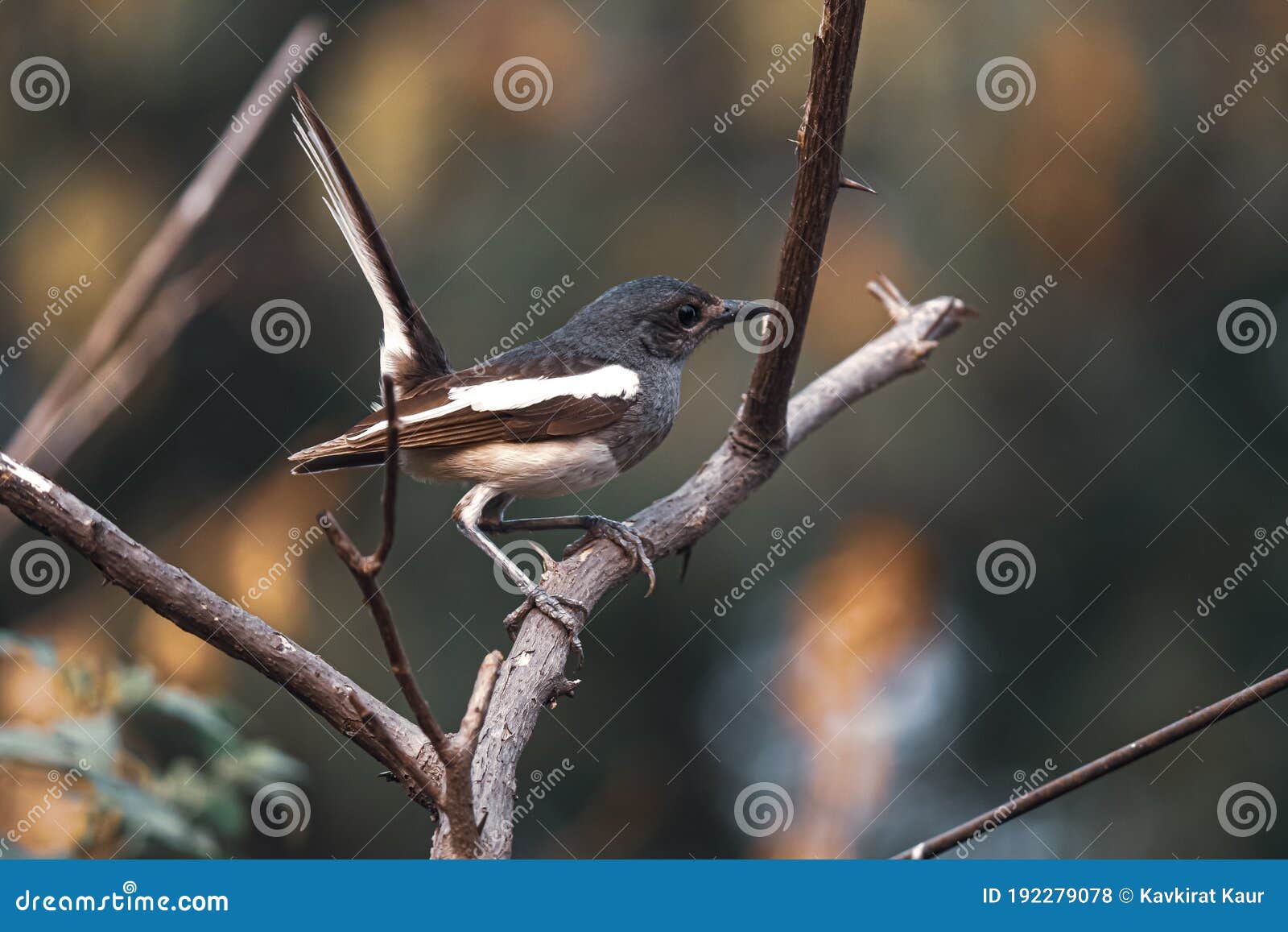 Magpie Sitting on a Leafless Tree Stock Photo - Image of beautiful ...