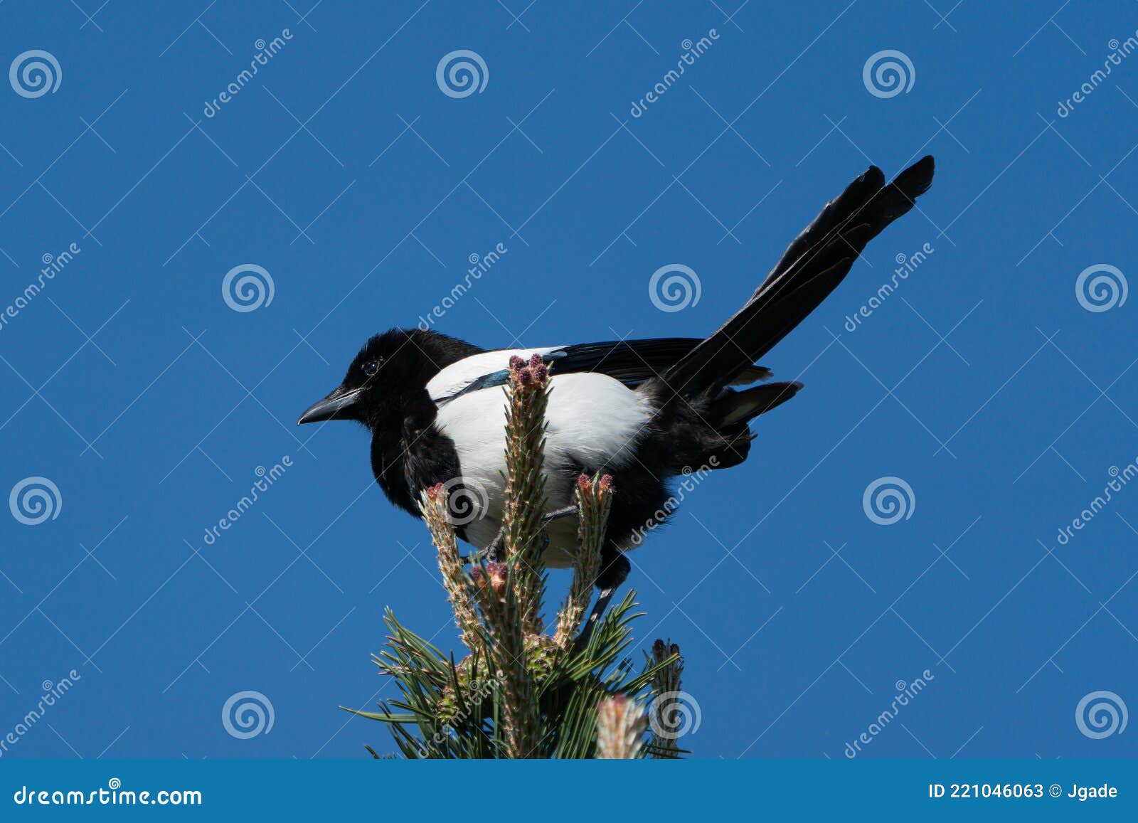 Magpie Sitting at Pine Tree Top Stock Image - Image of closeup, side ...