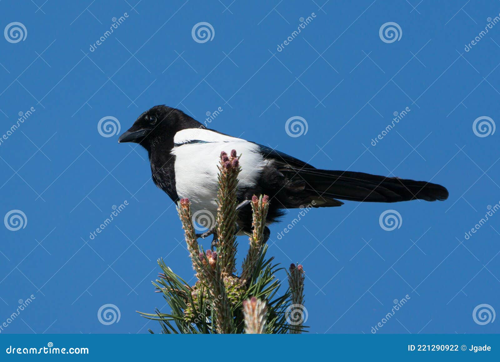 Magpie Sitting at Pine Tree Top Stock Photo - Image of animal, side ...