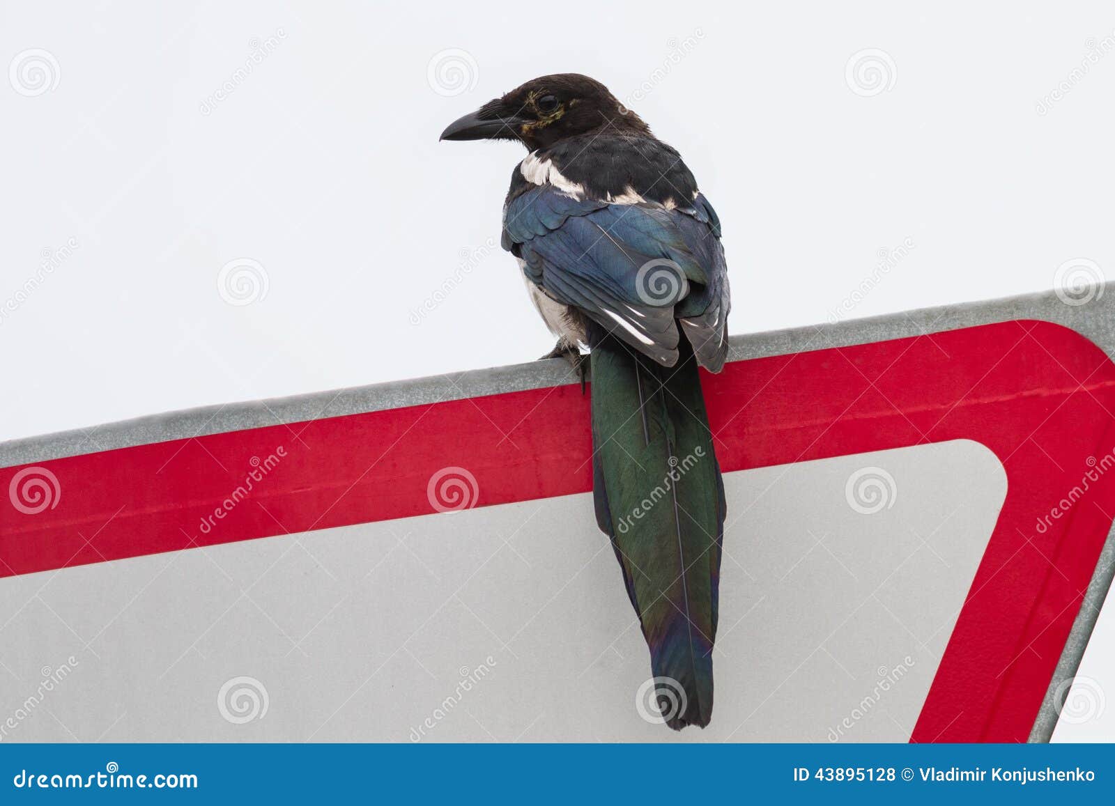 Magpie stock photo. Image of sign, white, irritation - 43895128