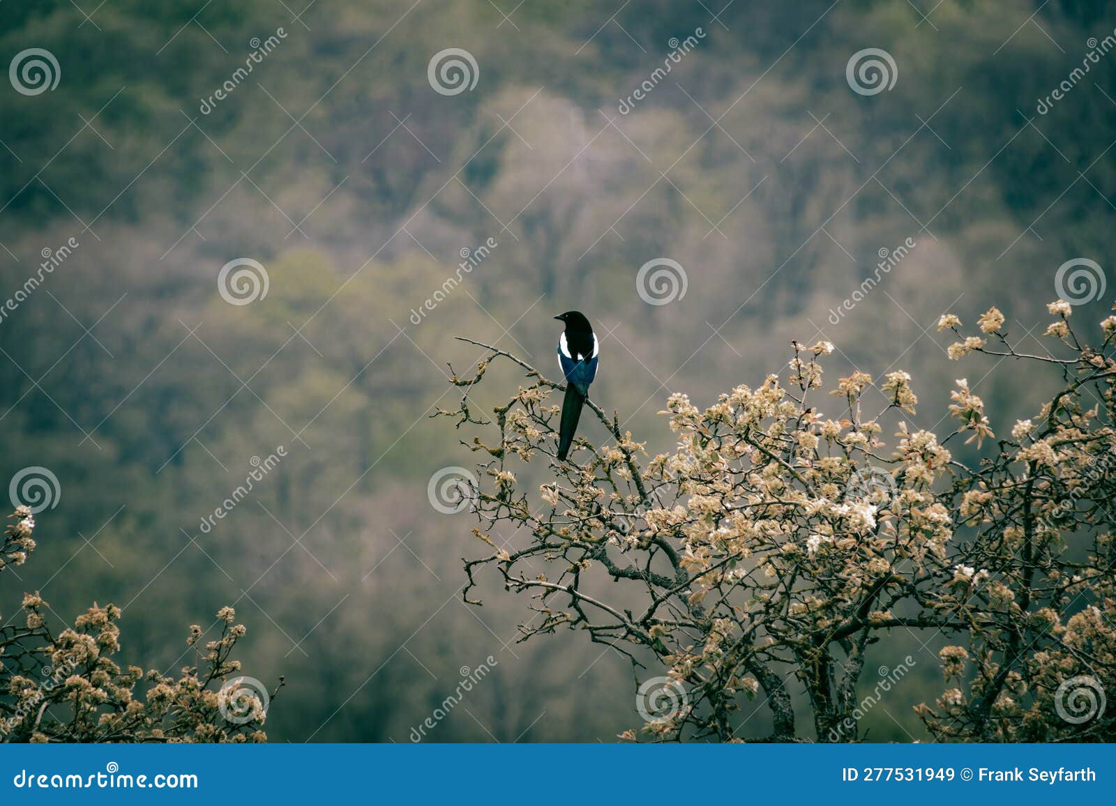 Magpie Sitting on a Tree in Front of Beautiful Forest Stock Image ...