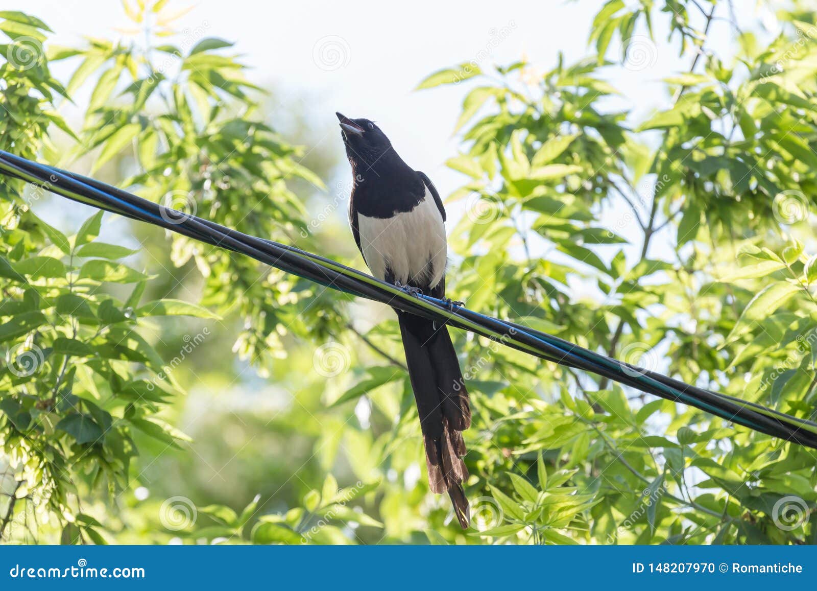 Magpie Sitting On A Tree Branch Stock Photography | CartoonDealer.com ...