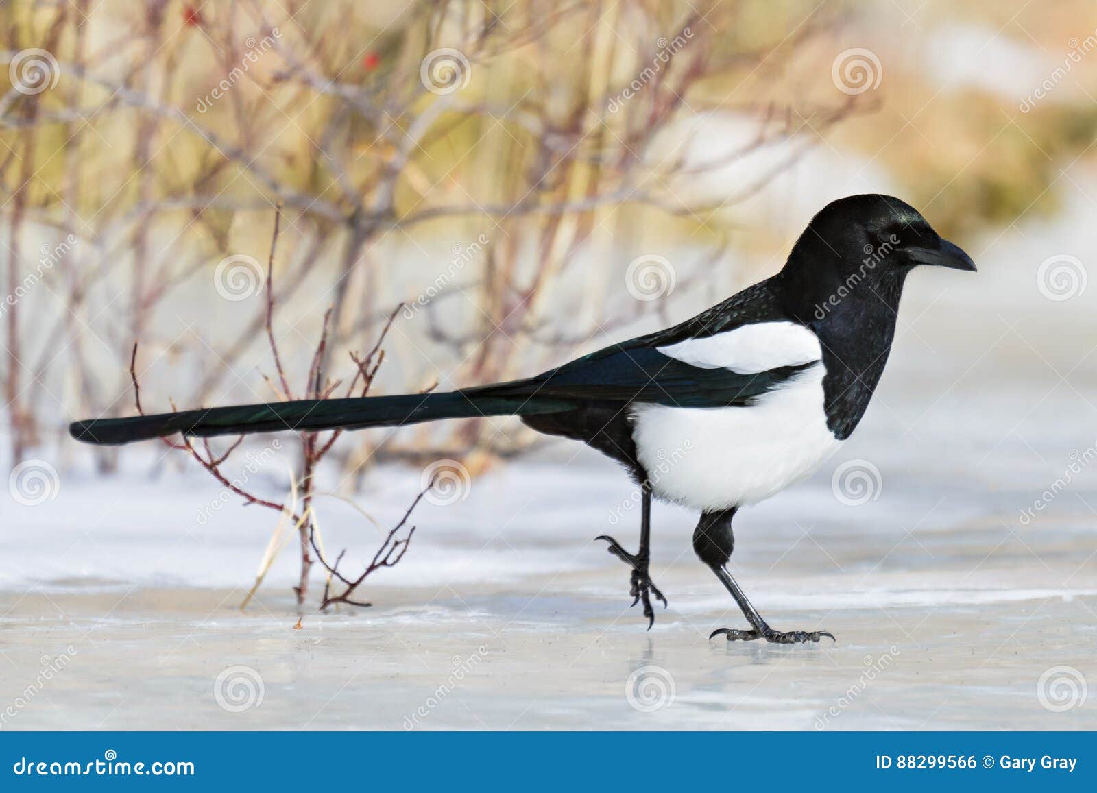 Skating Swan At Lake Kings Village Royalty-Free Stock Photo ...